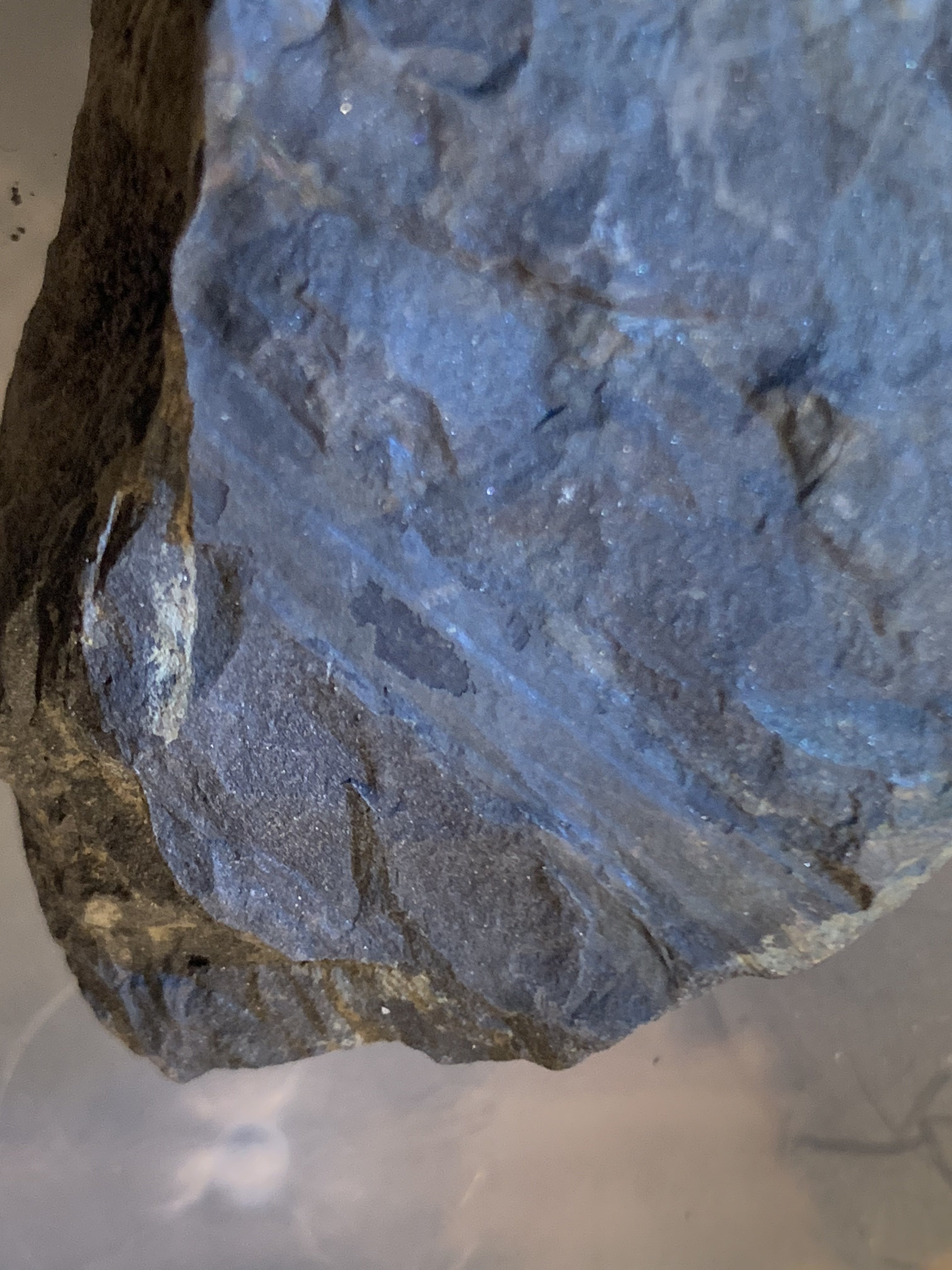2/9 Pottsville formation Pennsylvania - Fossil ID - The Fossil Forum
