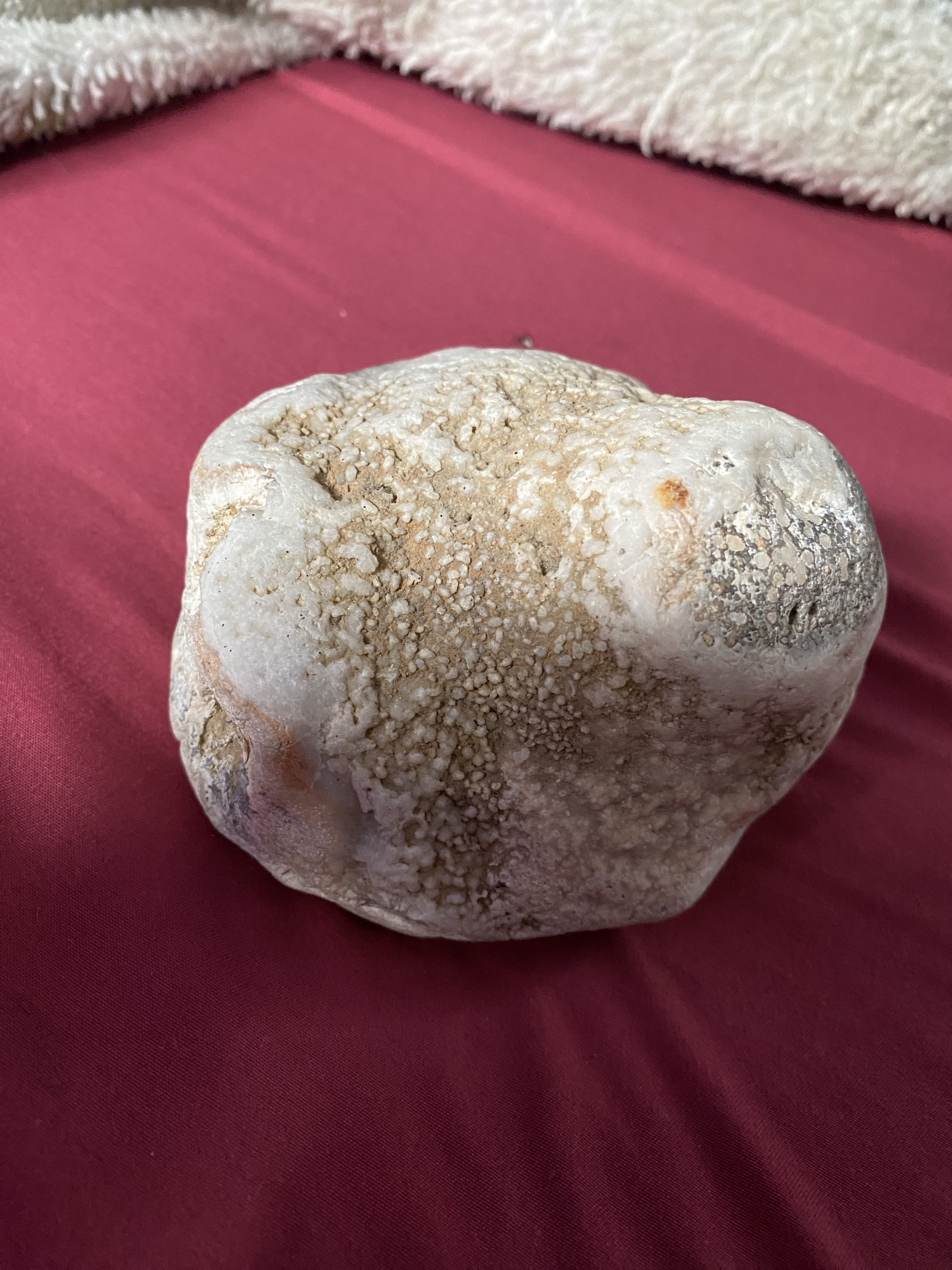 Petrified bone needs identification - Fossil ID - The Fossil Forum