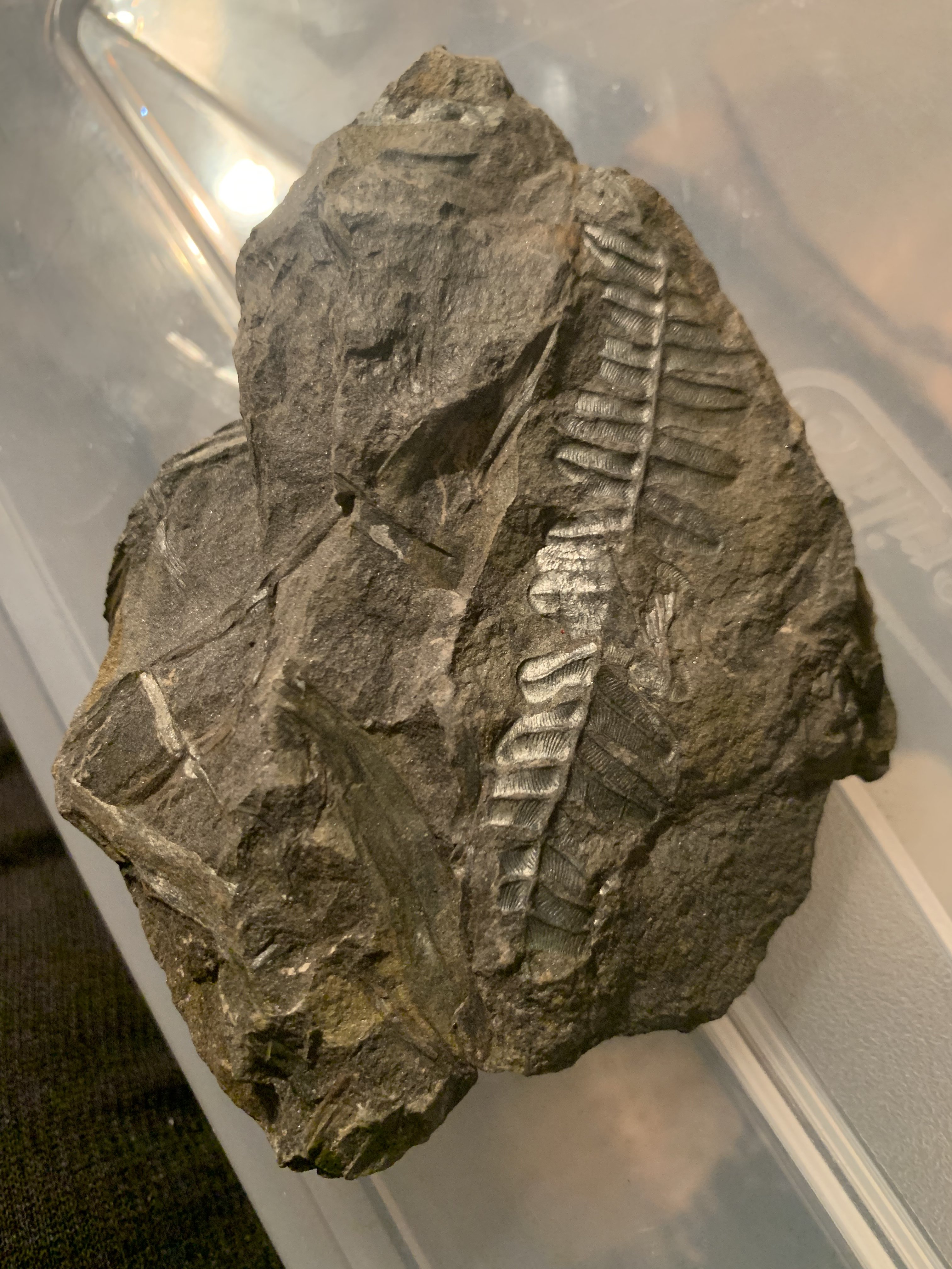 7/9 Pottsville formation Pennsylvania - Fossil ID - The Fossil Forum
