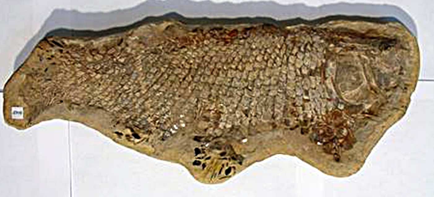 Brazil Fish - Fossil ID - The Fossil Forum