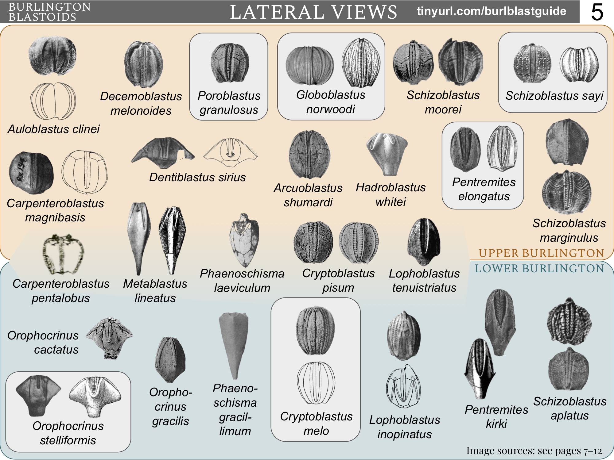Help request: feedback on layout for blastoid identification guide ...