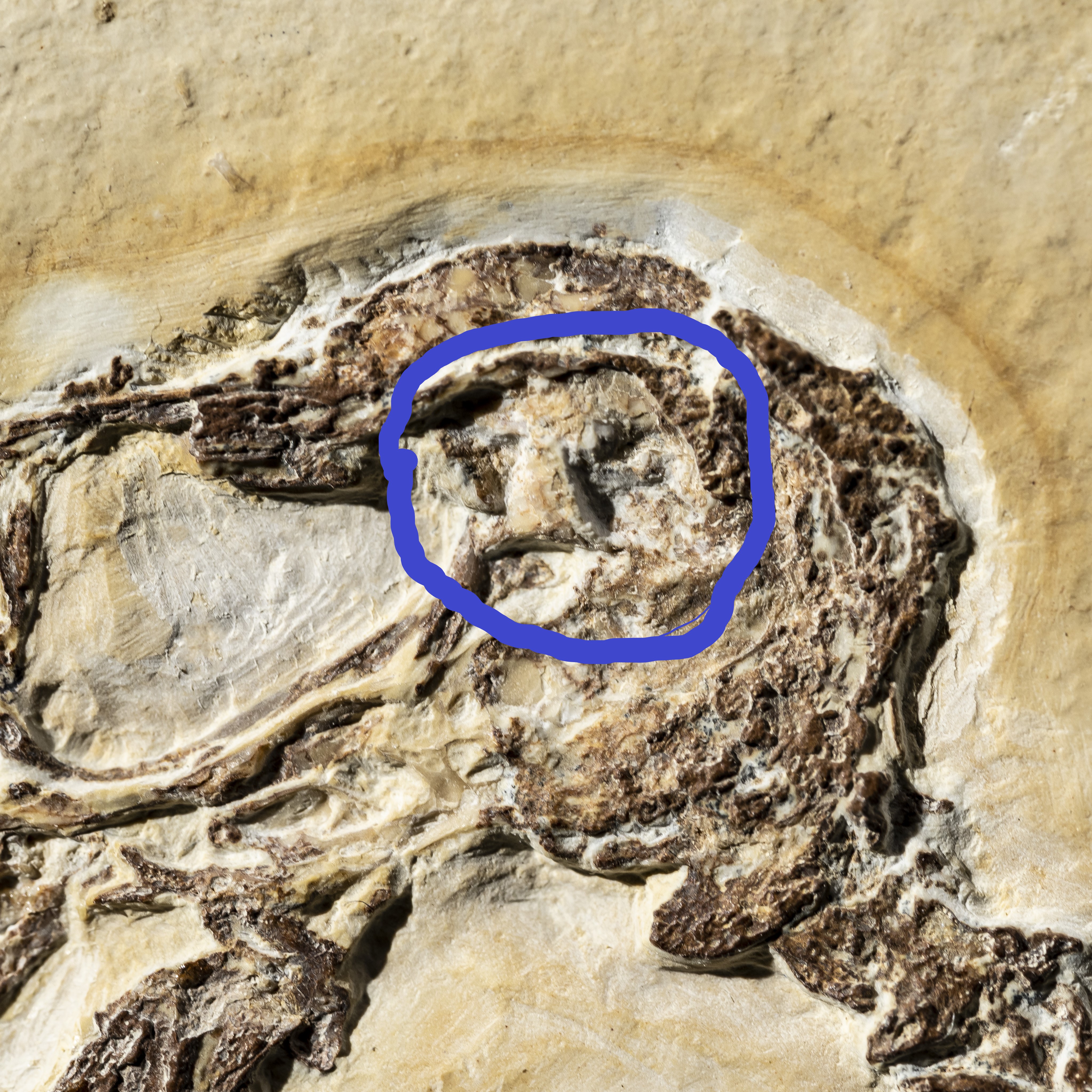 Possible Eyeball ?? - Fossil ID - The Fossil Forum