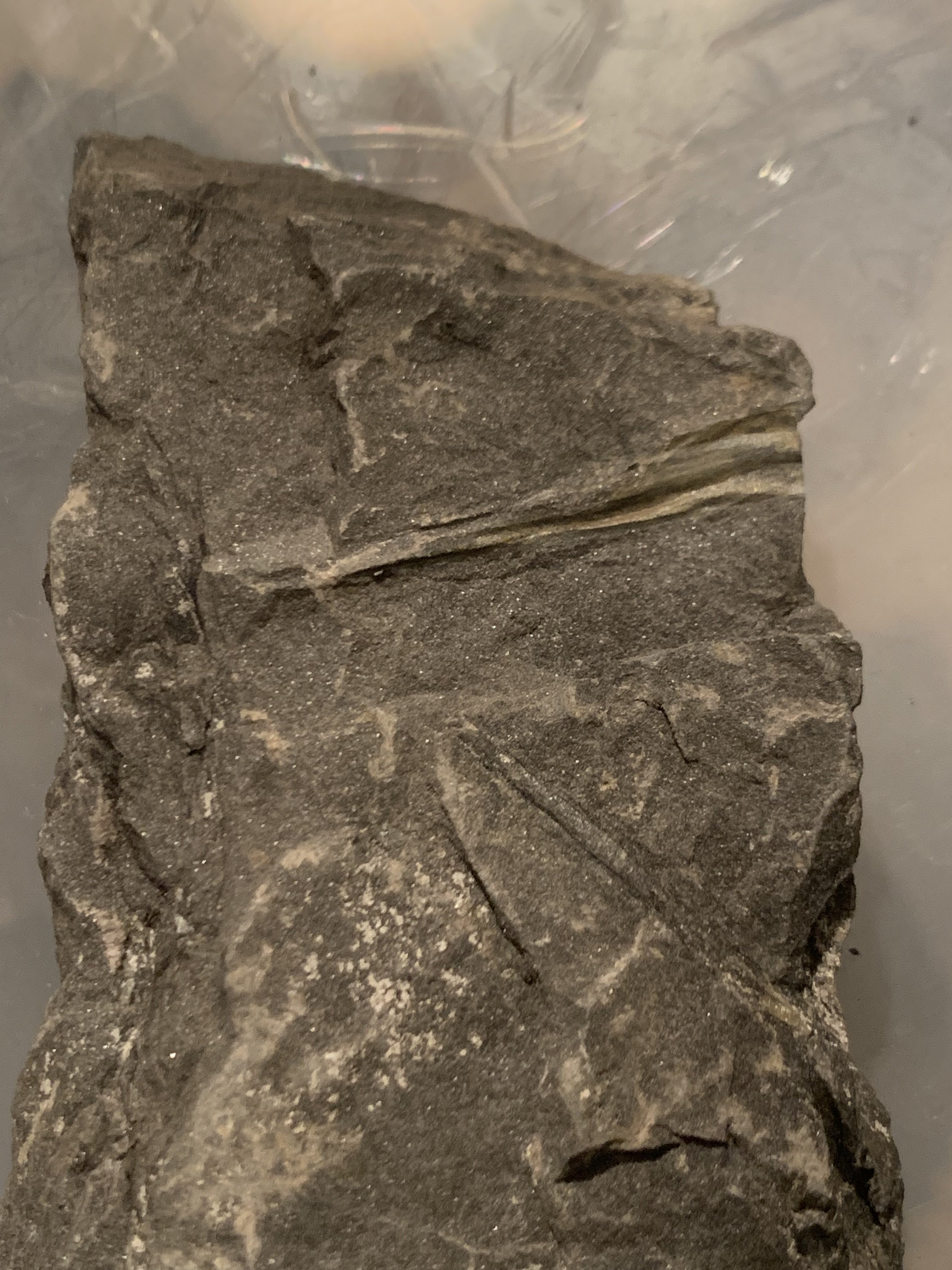 3/9 Pottsville Formation Pennsylvania - Fossil ID - The Fossil Forum