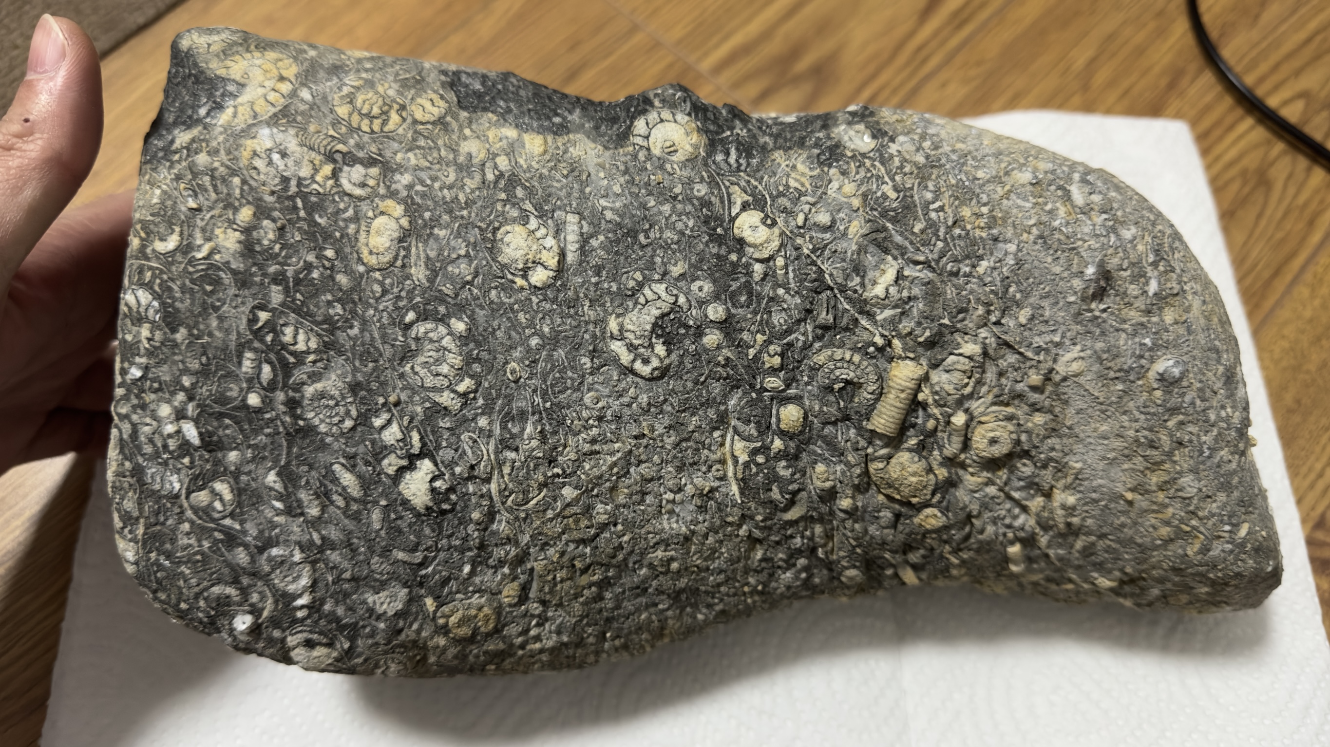 Marine invertebrate pile? - Fossil ID - The Fossil Forum