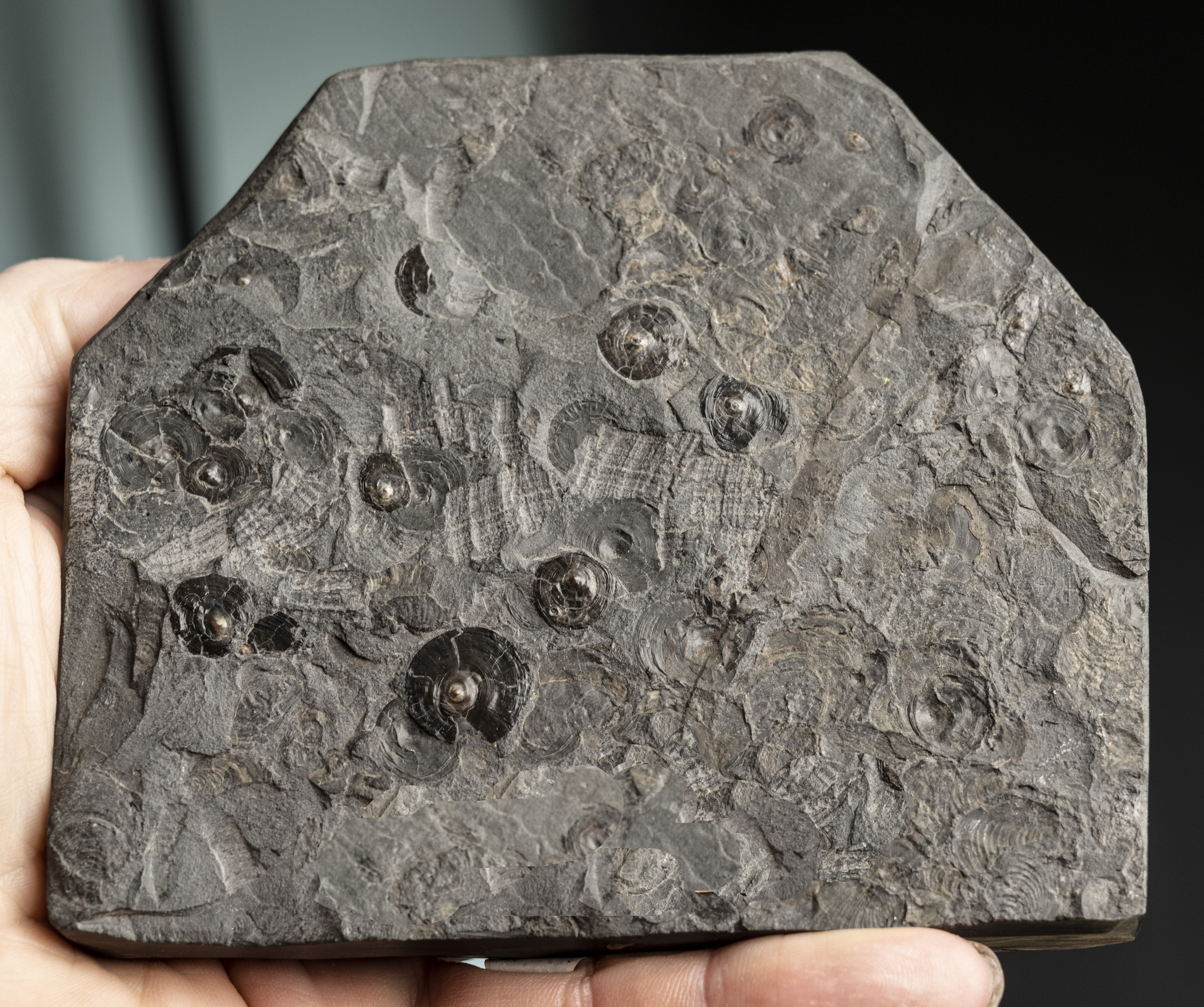 Two days in the famed Holzmaden quarry, Germany - Fossil Hunting Trips ...