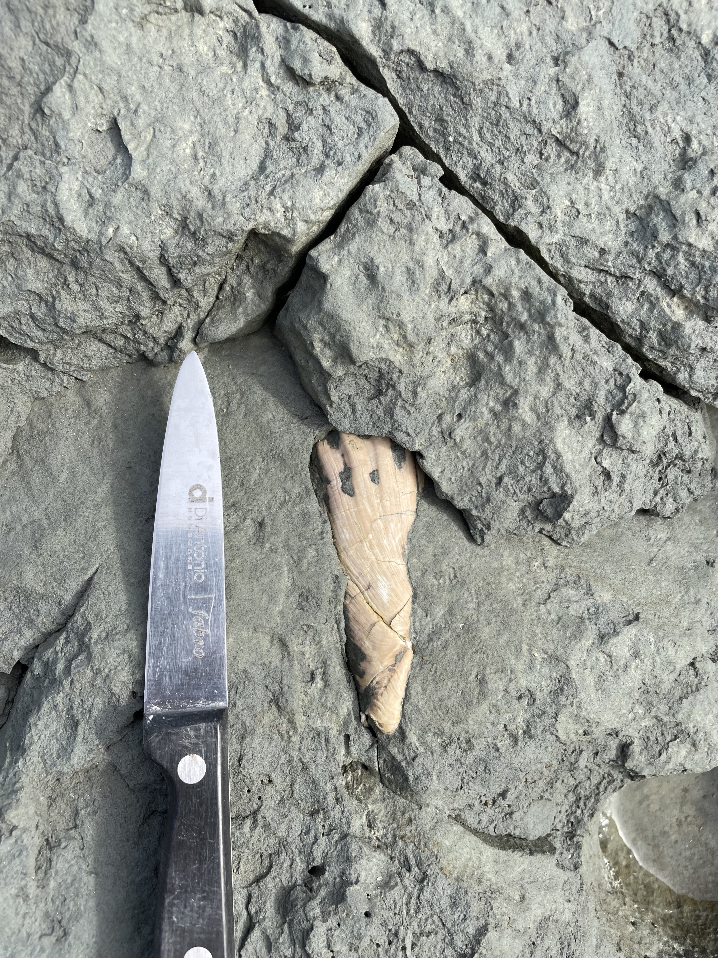 Monster mollusc fossil from New Zealand - Member Collections - The ...