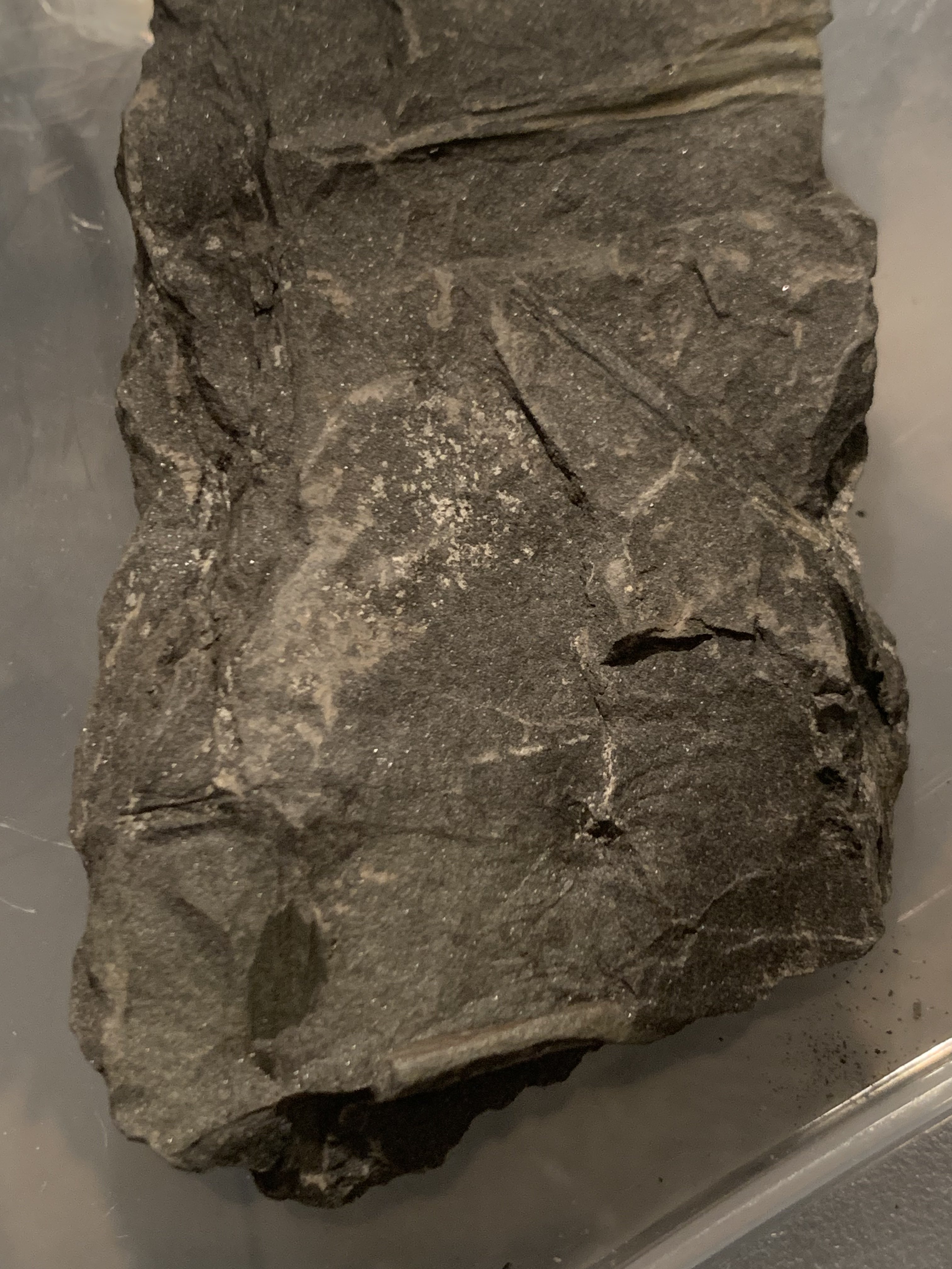 3/9 Pottsville Formation Pennsylvania - Fossil ID - The Fossil Forum