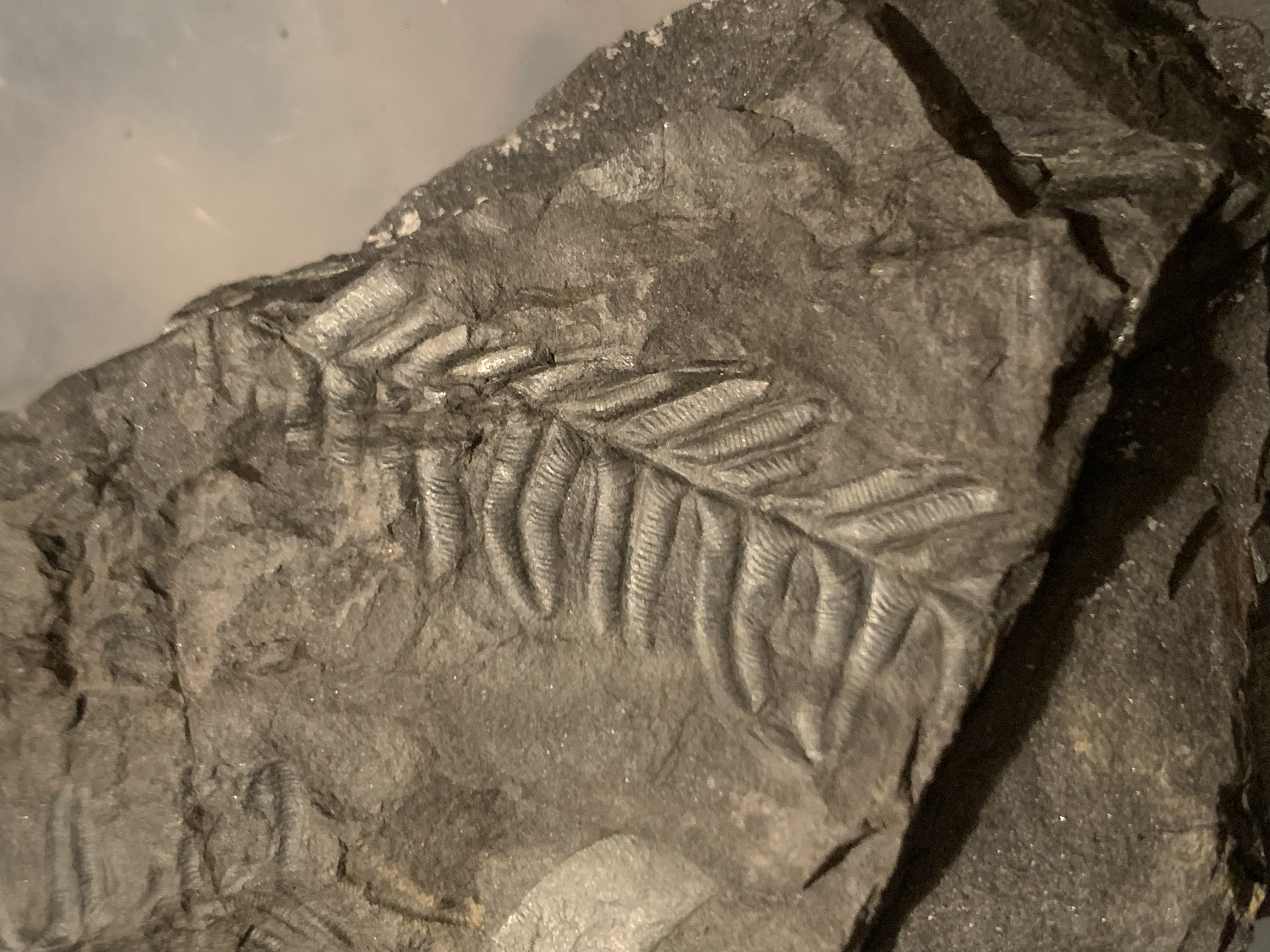 3/9 Pottsville Formation Pennsylvania - Fossil ID - The Fossil Forum