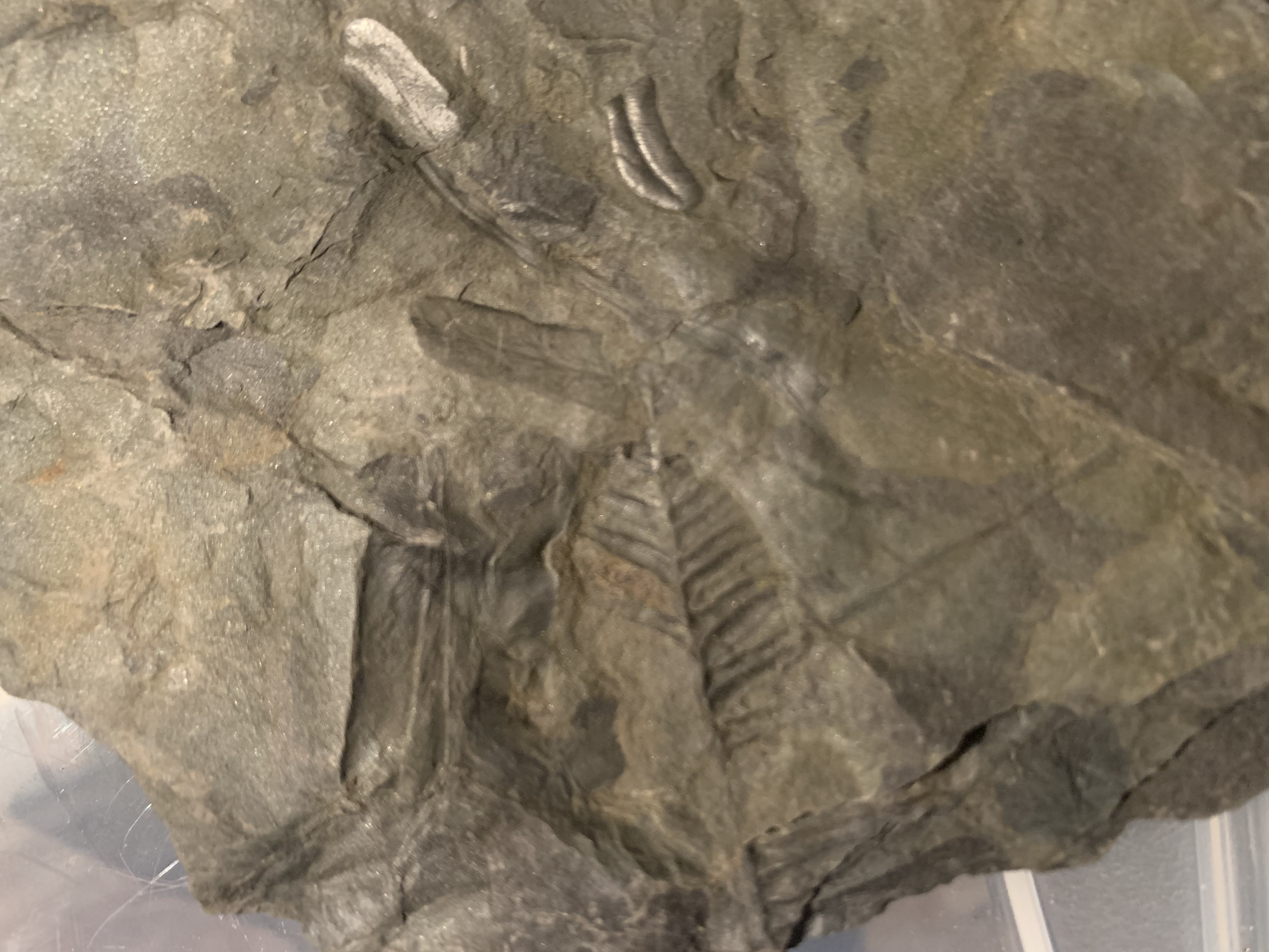 4/9 Pottsville formation Pennsylvania - Fossil ID - The Fossil Forum