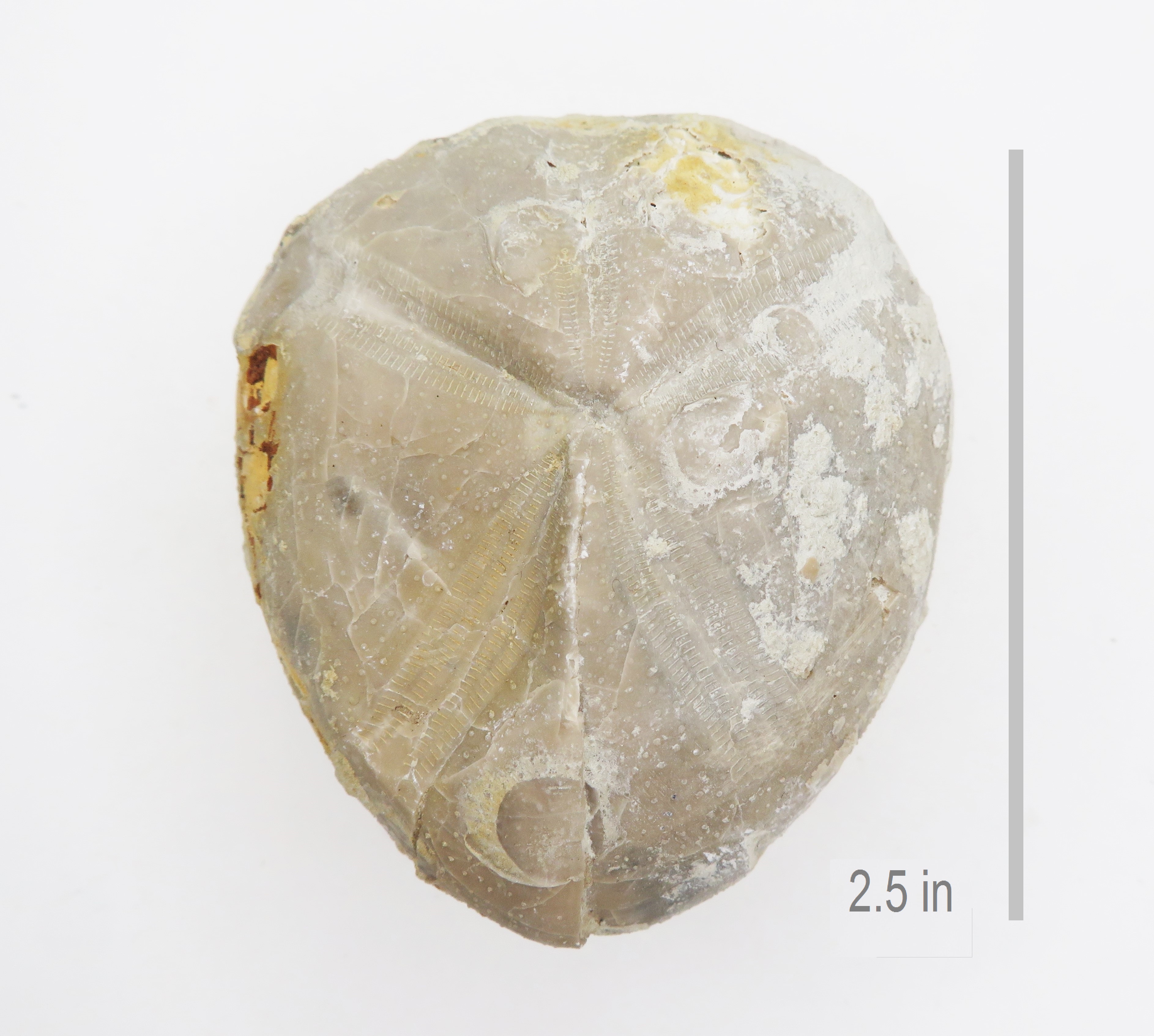 Texas Echies - Some NEW ones FINALLY! - Fossil Hunting Trips - The ...