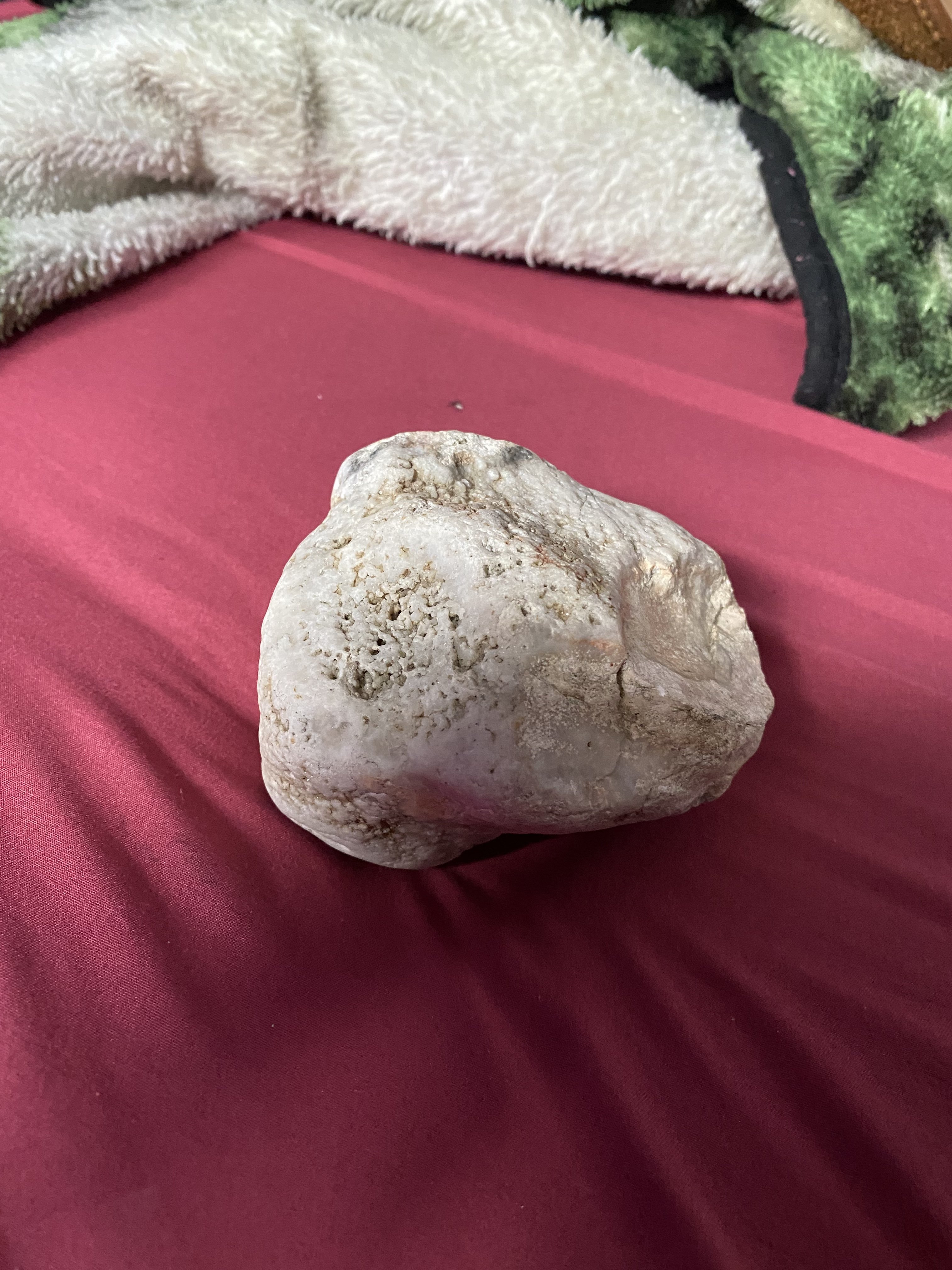 Petrified bone needs identification - Fossil ID - The Fossil Forum