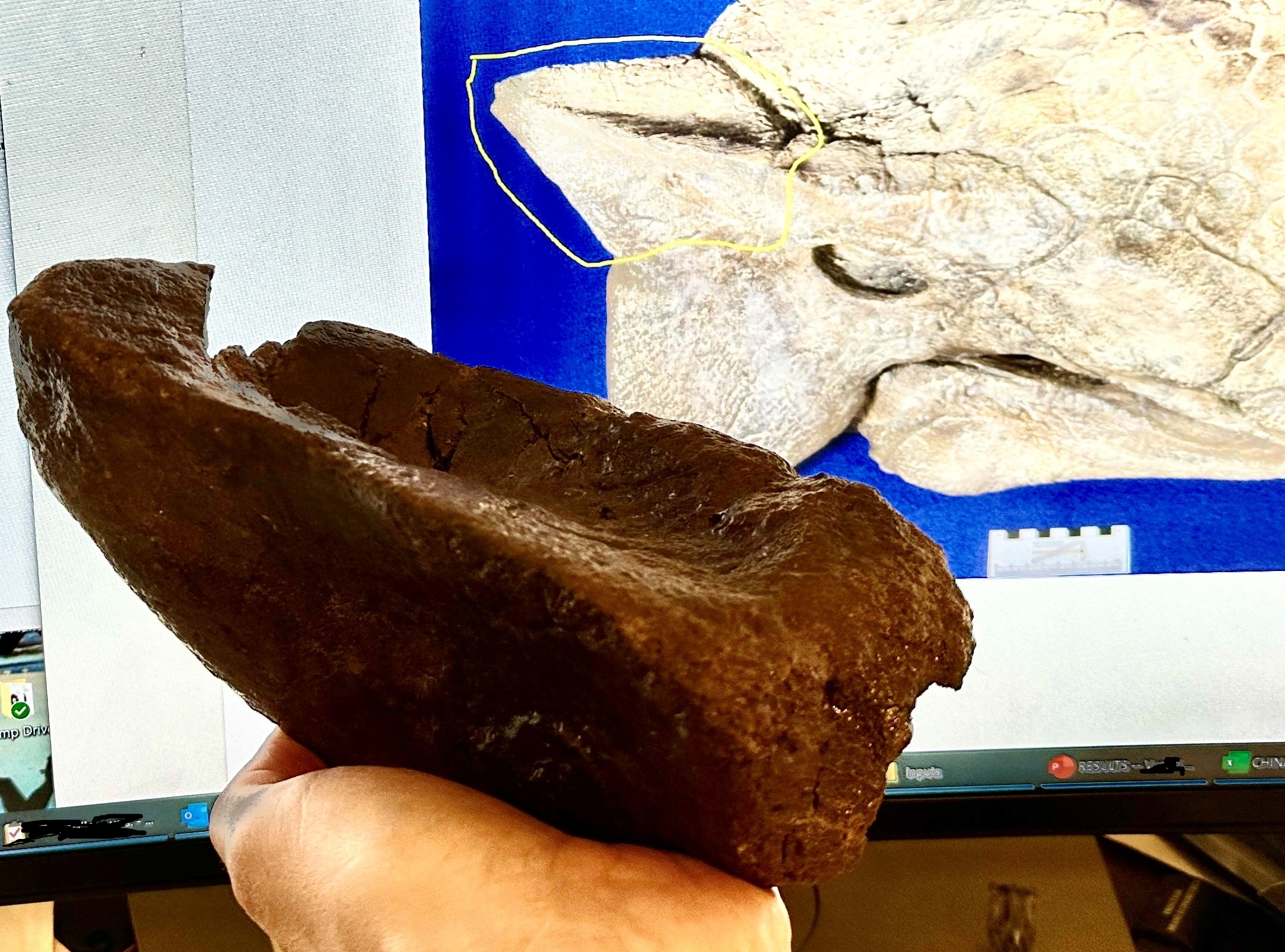 Ankylosaurs osteoderm - Fossil ID - The Fossil Forum