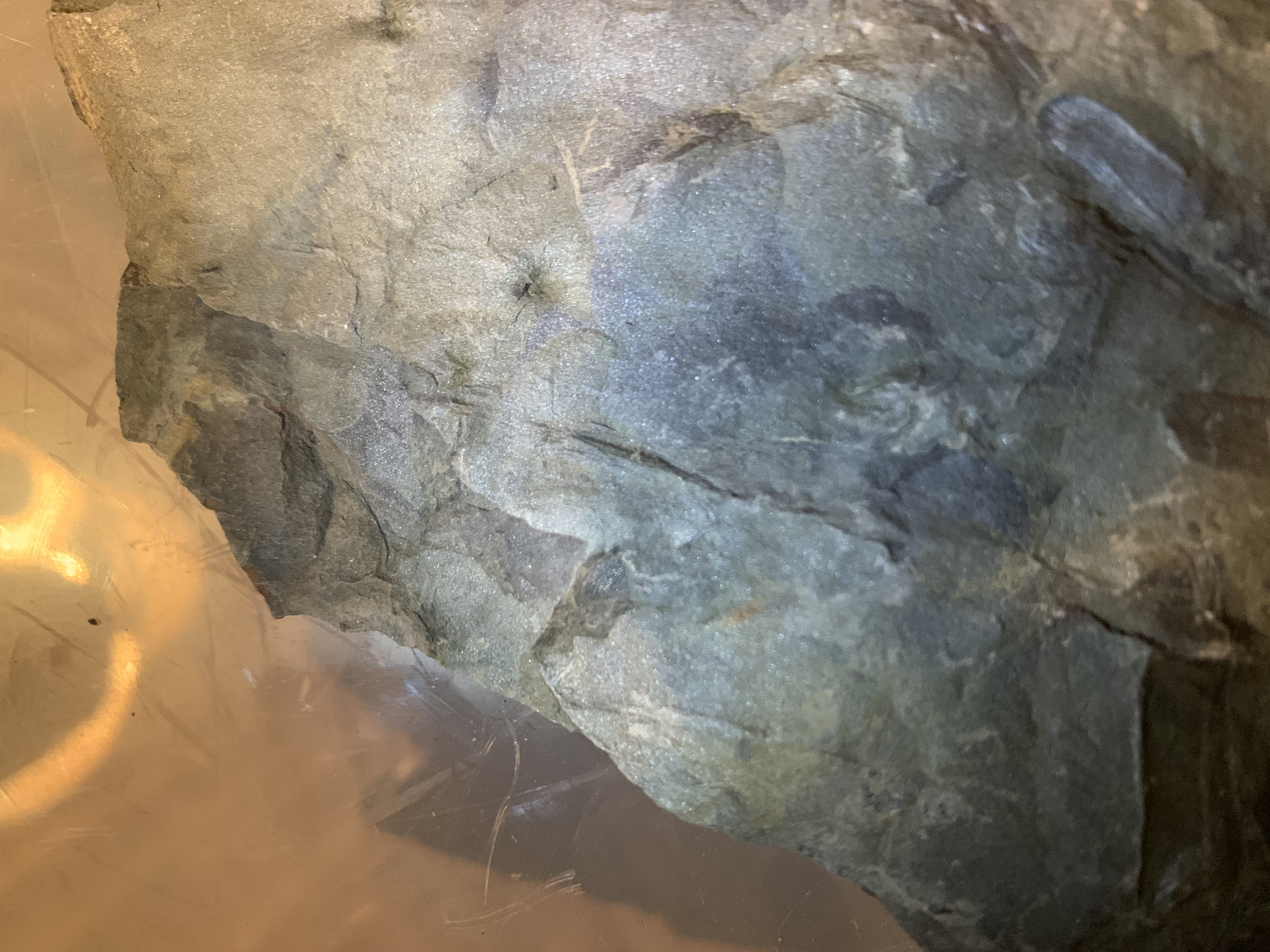 4/9 Pottsville formation Pennsylvania - Fossil ID - The Fossil Forum