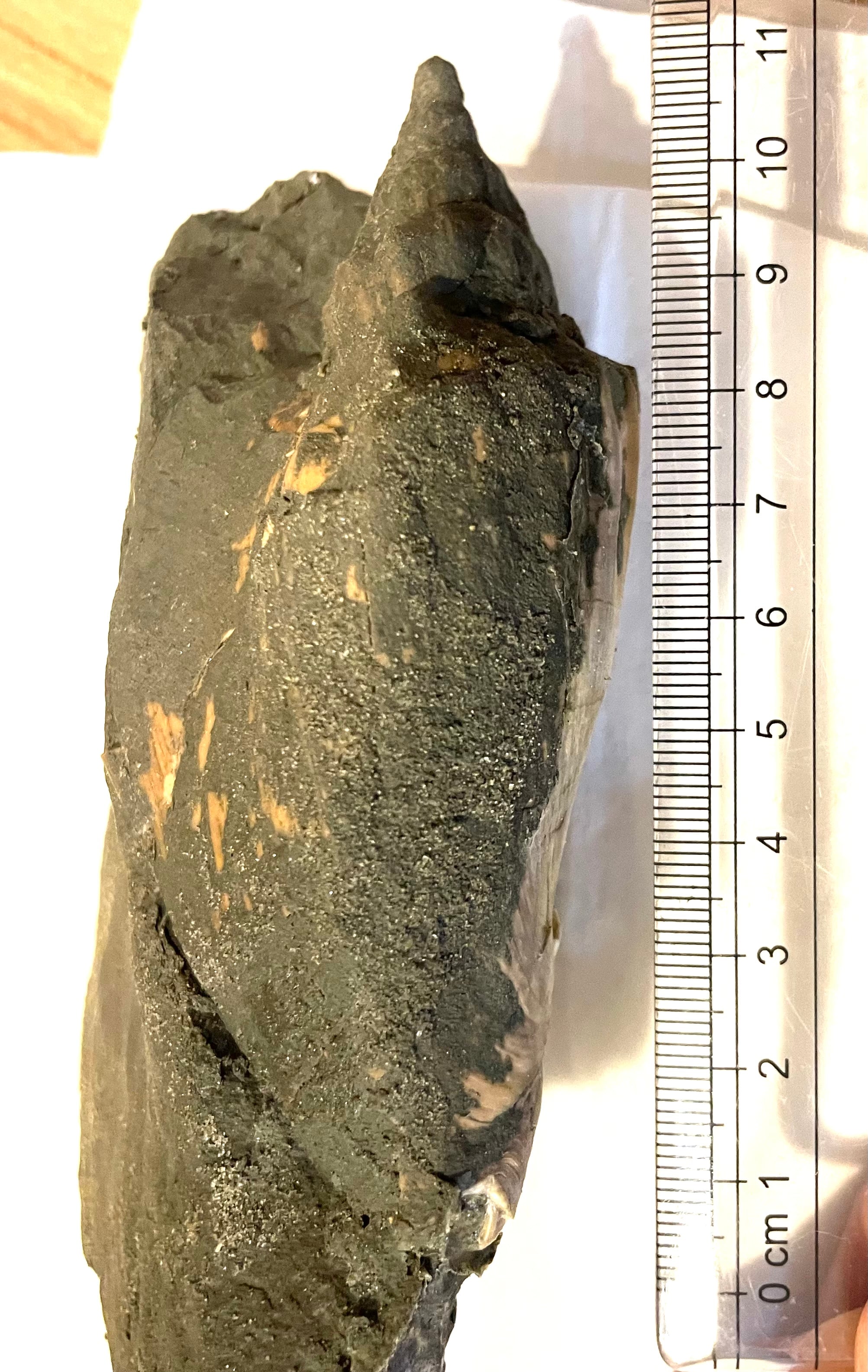 Monster mollusc fossil from New Zealand - Member Collections - The ...