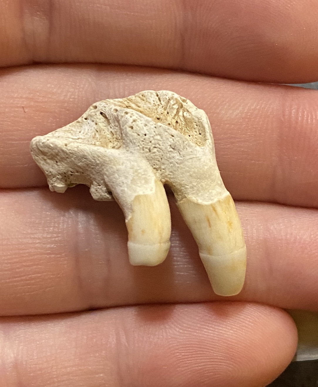 Teeth ID - NT Australia - Fossil ID - The Fossil Forum