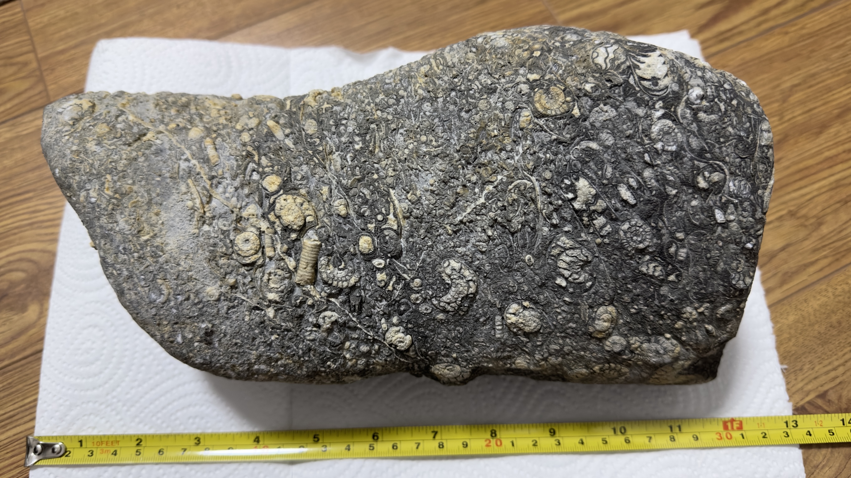 Marine invertebrate pile? - Fossil ID - The Fossil Forum