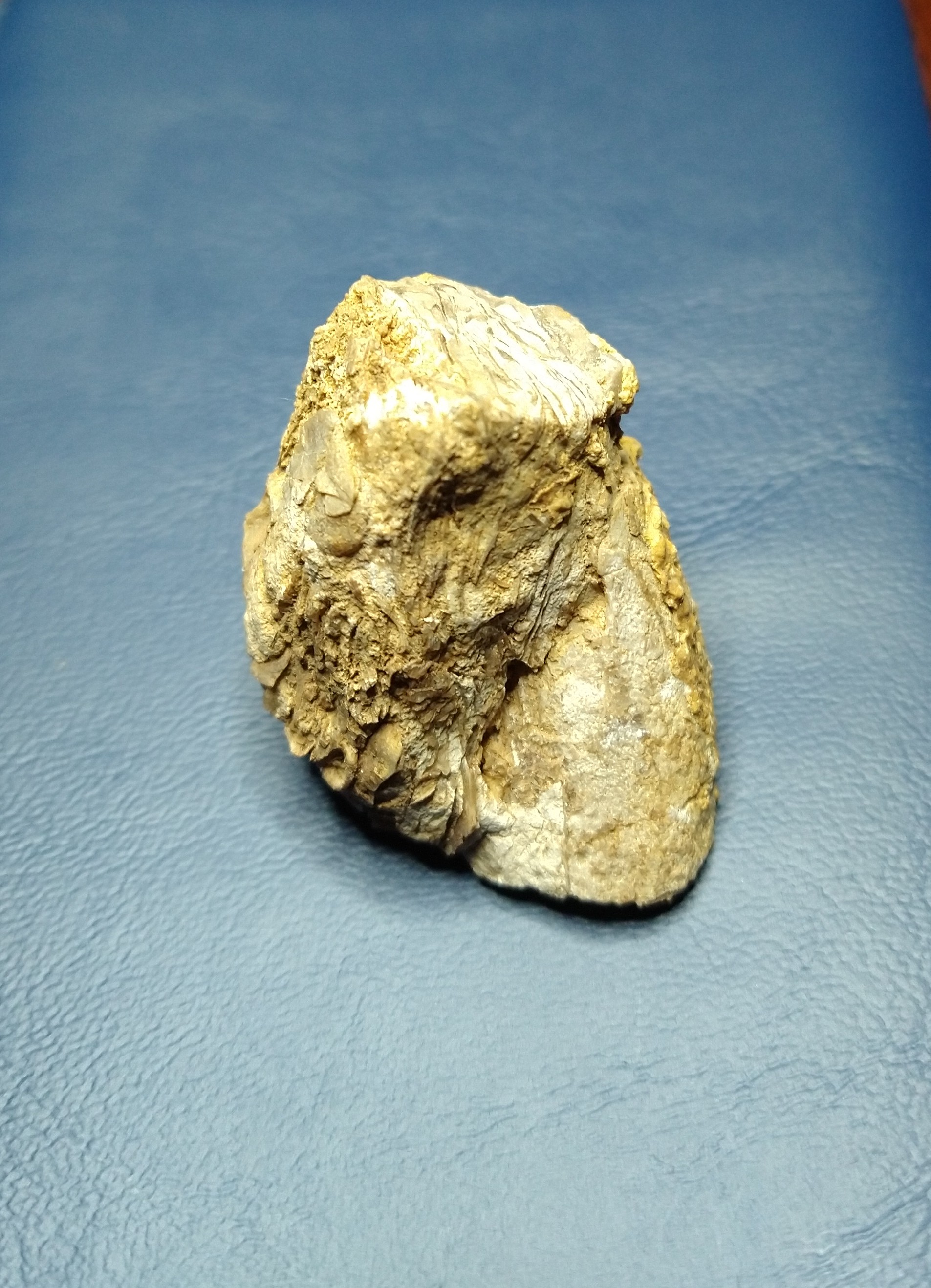 Barnacle? - Fossil ID - The Fossil Forum