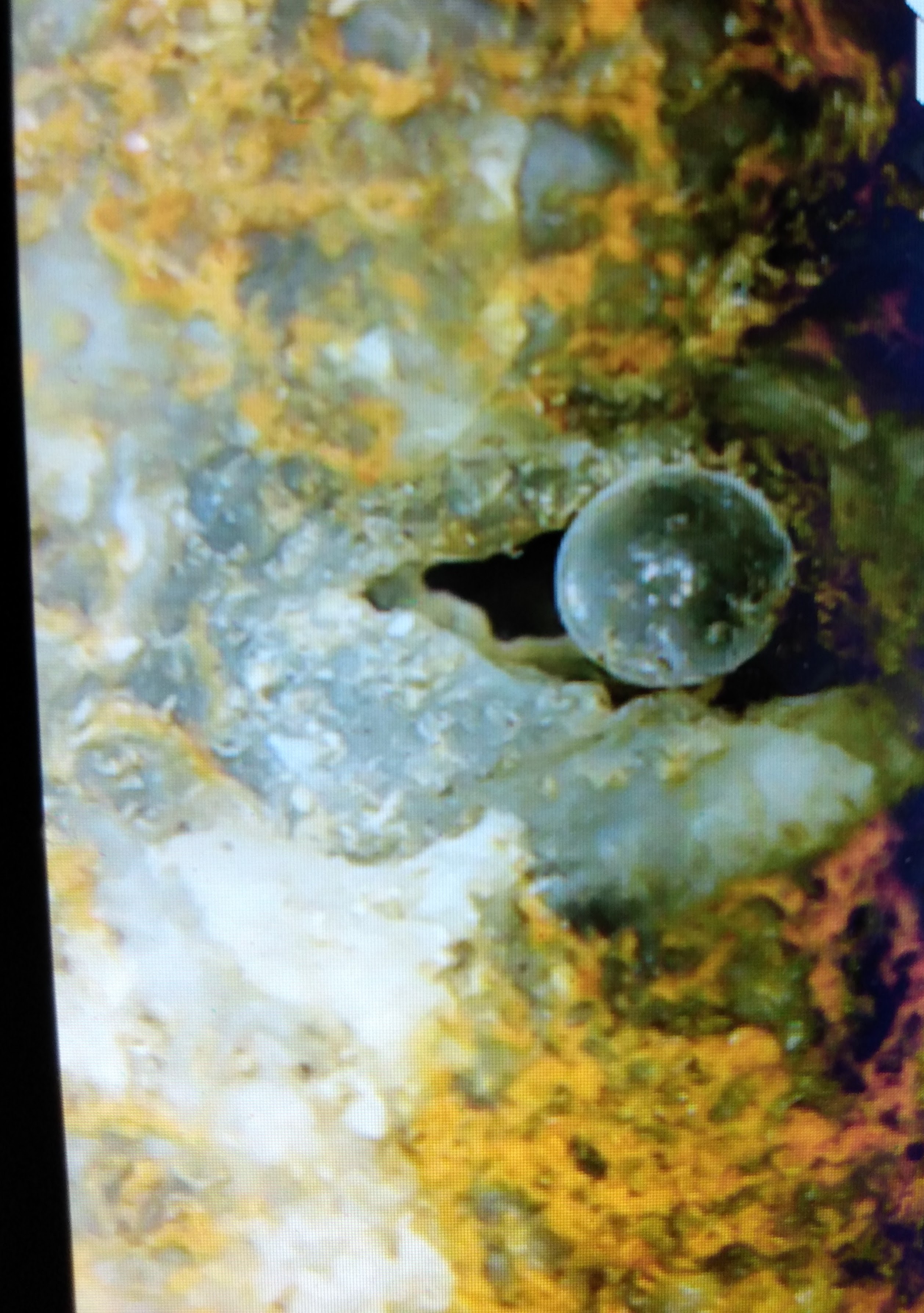 Microscopic crystal balls - Rocks & Minerals - The Fossil Forum