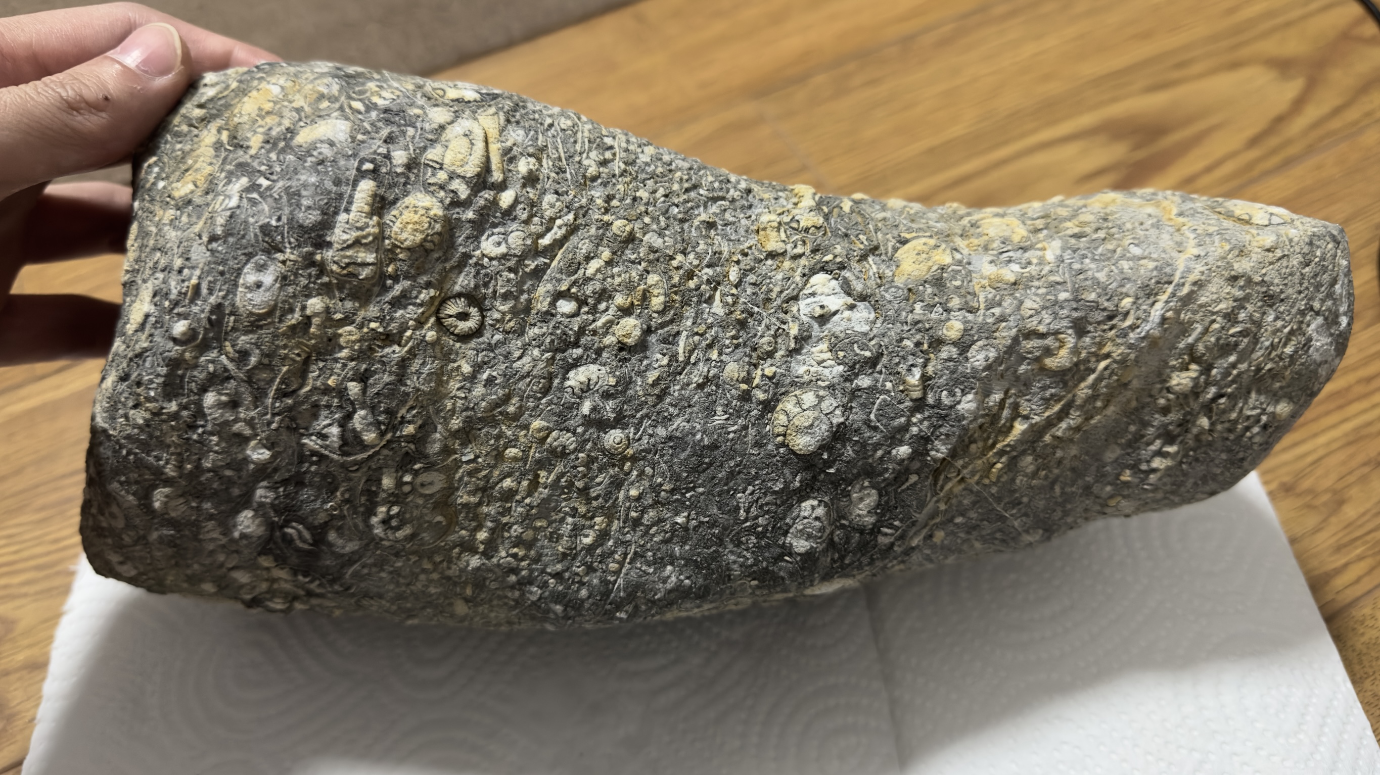 Marine invertebrate pile? - Fossil ID - The Fossil Forum