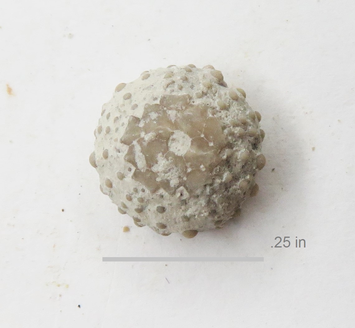 Texas Echies - Some NEW ones FINALLY! - Fossil Hunting Trips - The ...