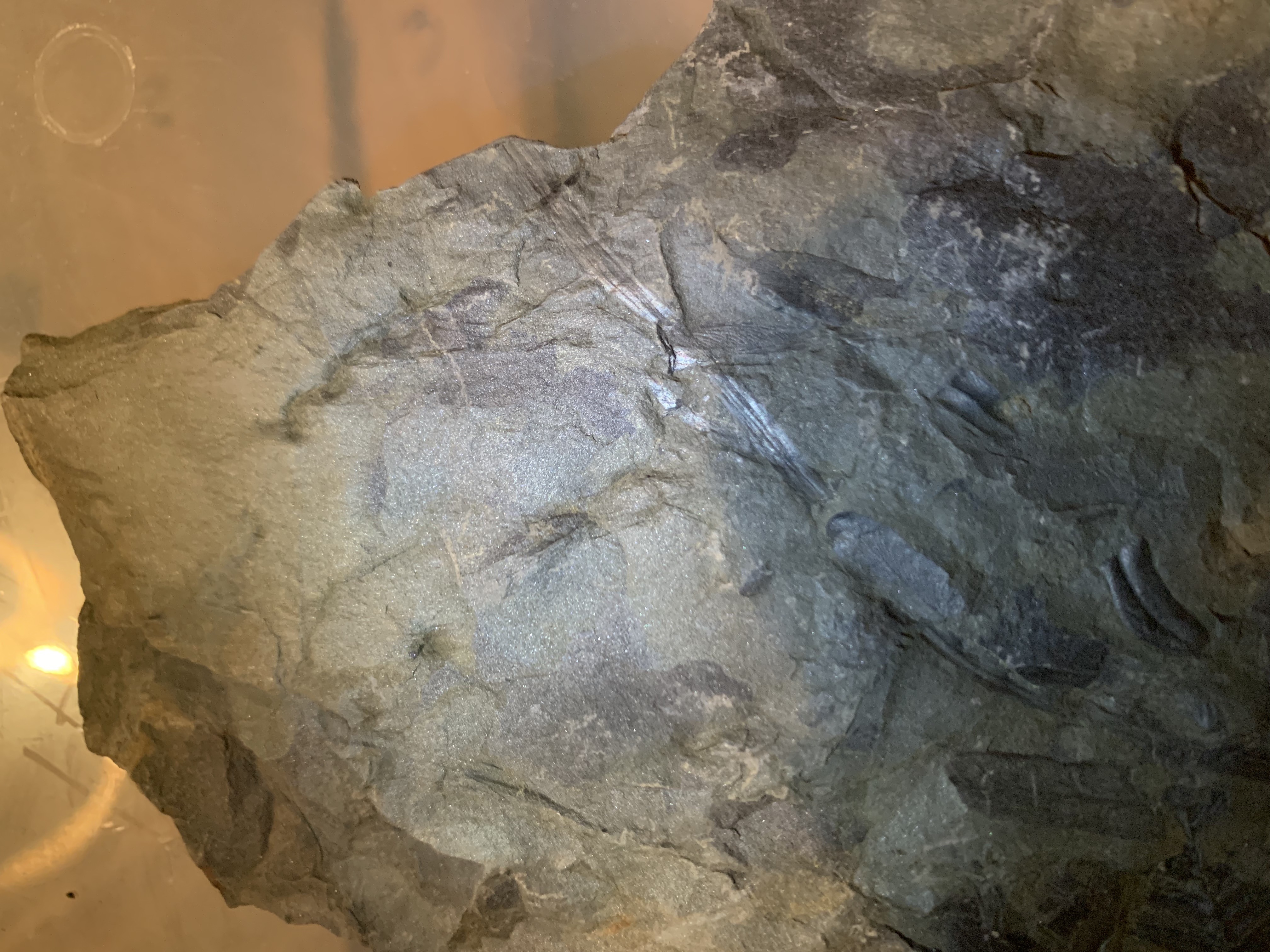 4/9 Pottsville formation Pennsylvania - Fossil ID - The Fossil Forum
