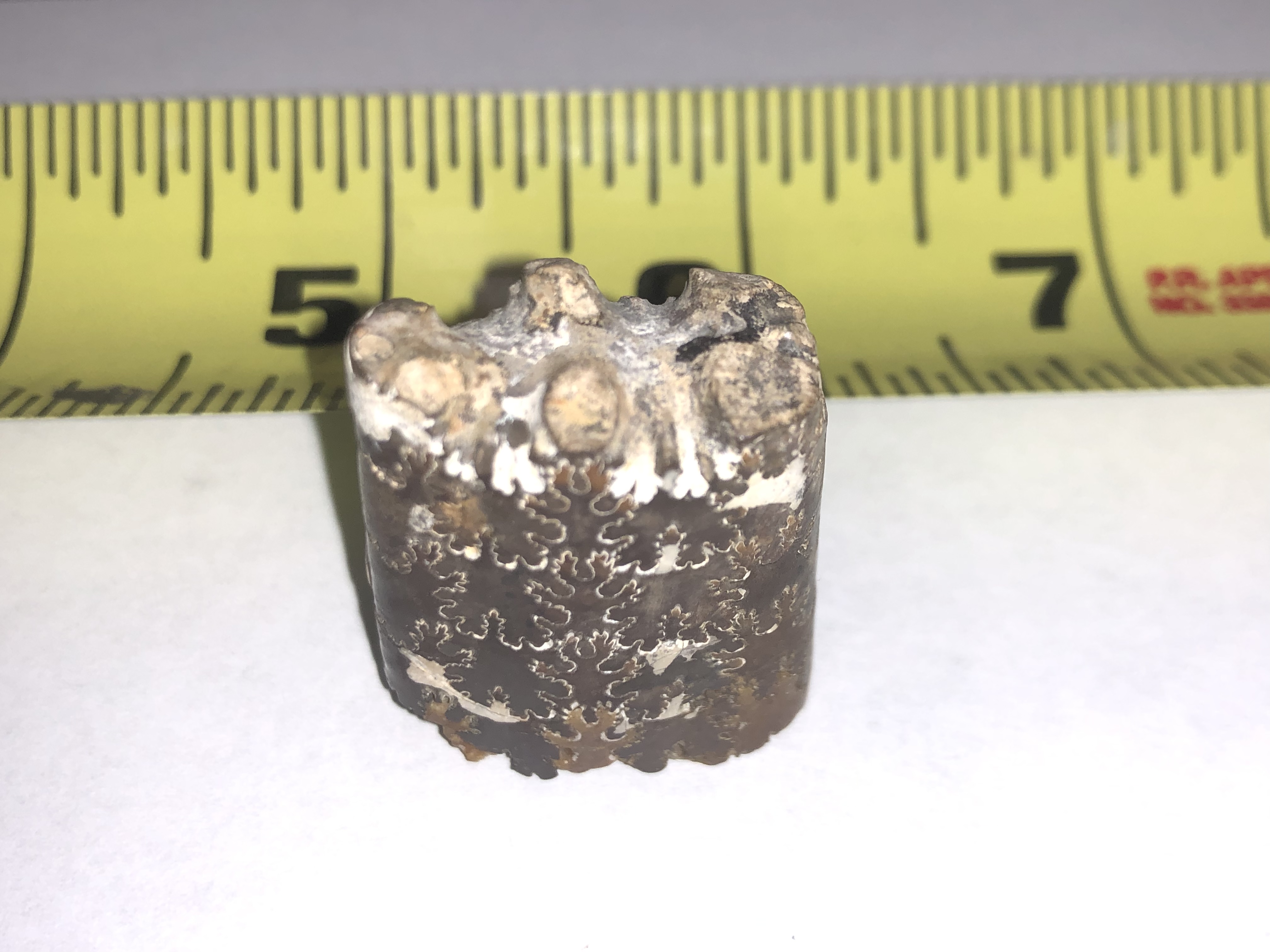 Fossilized Tooth Help Please! - Fossil ID - The Fossil Forum