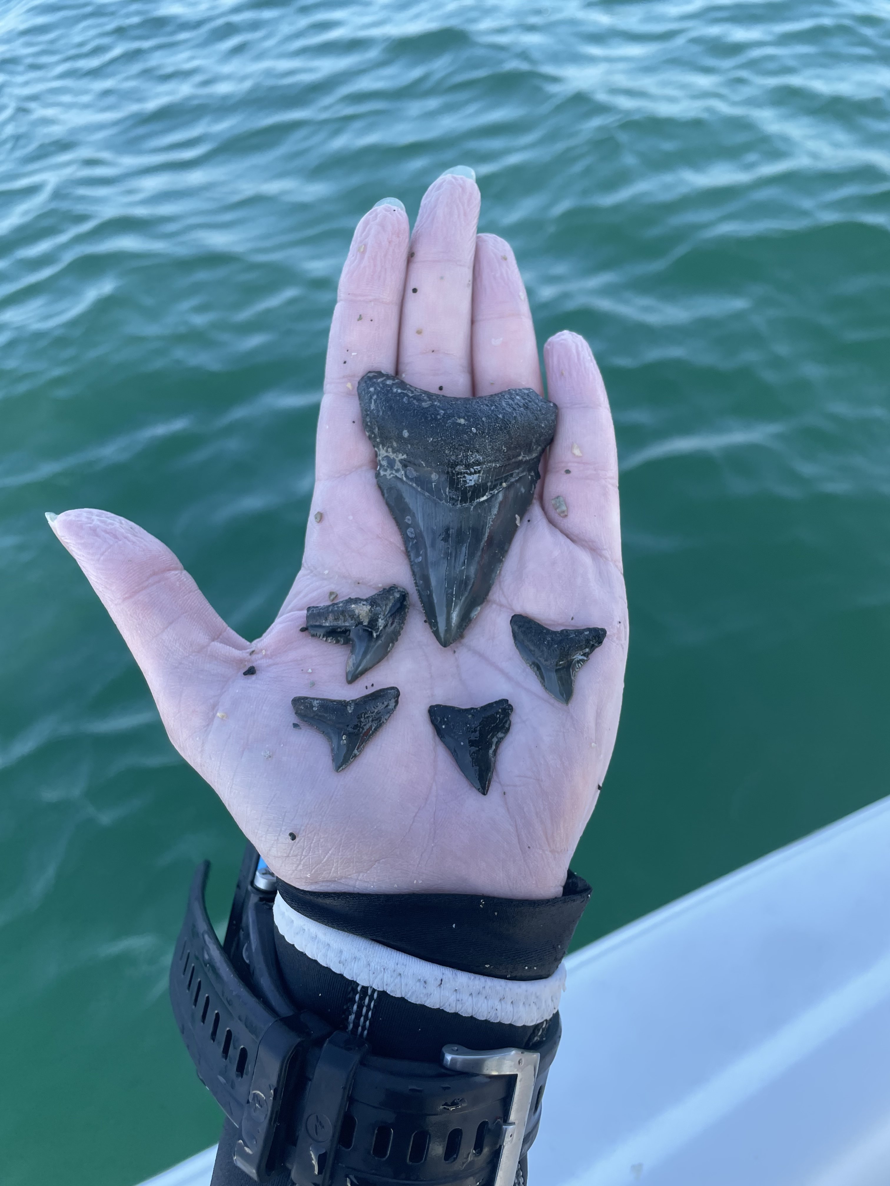 Venice FL meg hunting - Fossil Hunting Trips - The Fossil Forum