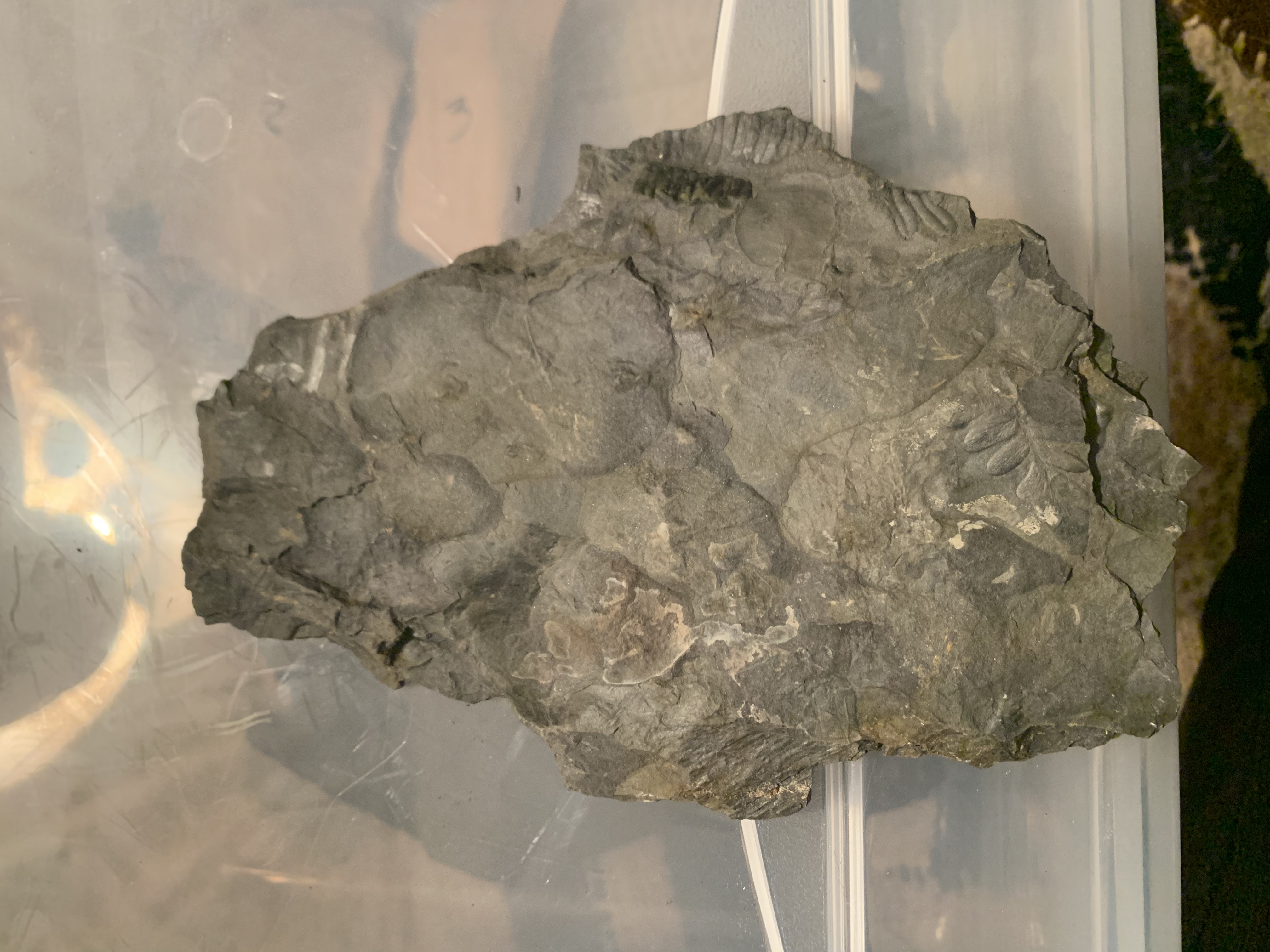 4/9 Pottsville formation Pennsylvania - Fossil ID - The Fossil Forum