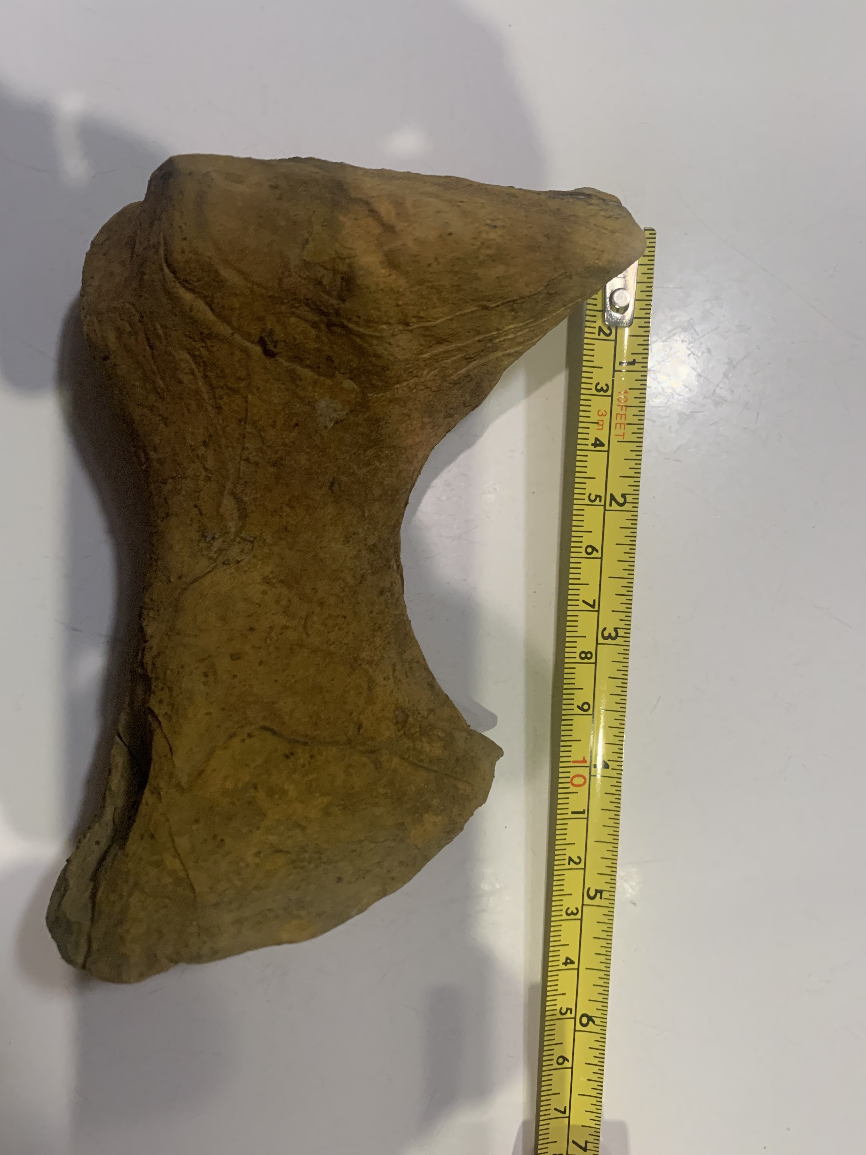 Possible foot bone fossil ID - Fossil ID - The Fossil Forum