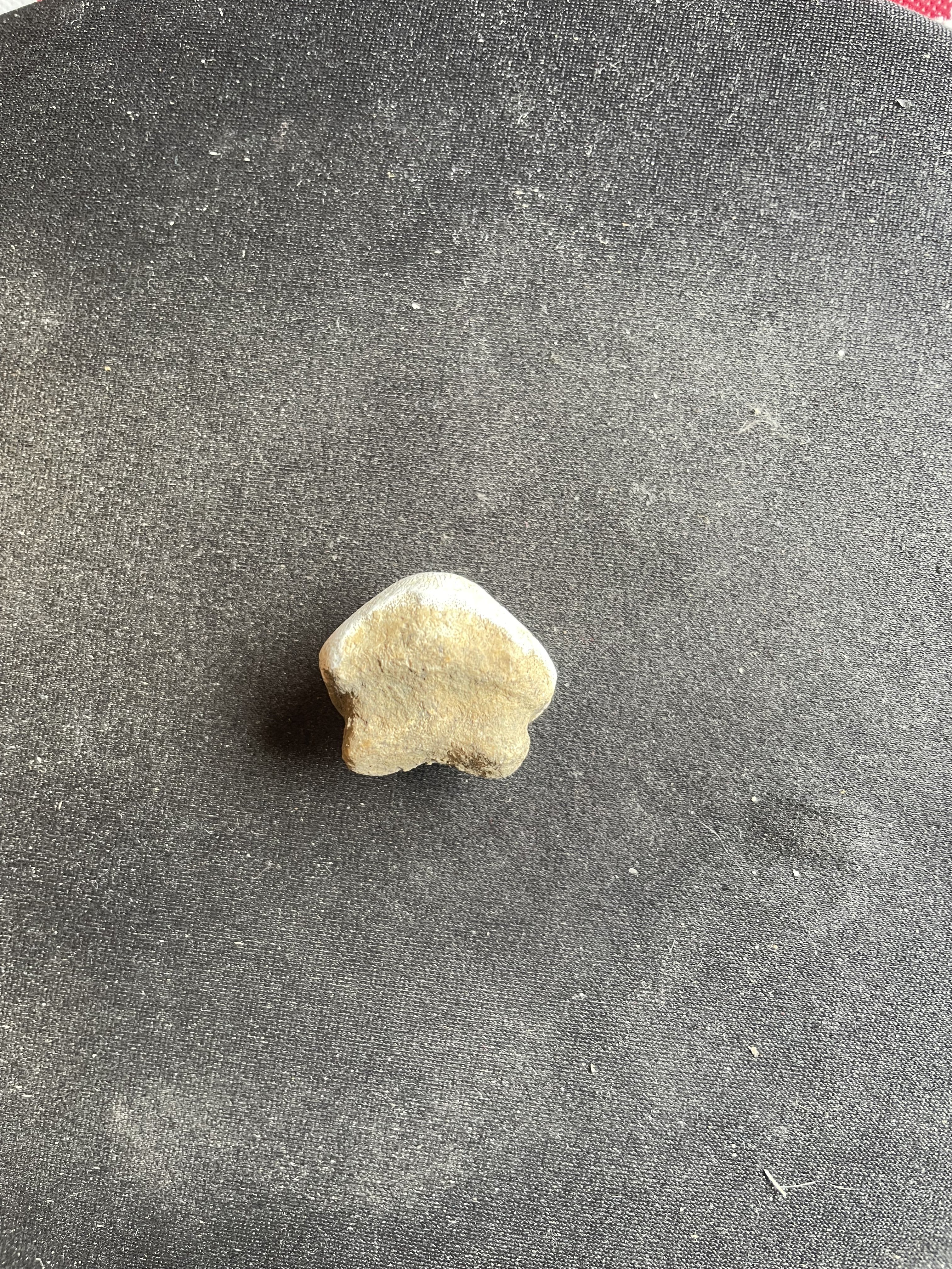 Possible fungi fossil - Fossil ID - The Fossil Forum
