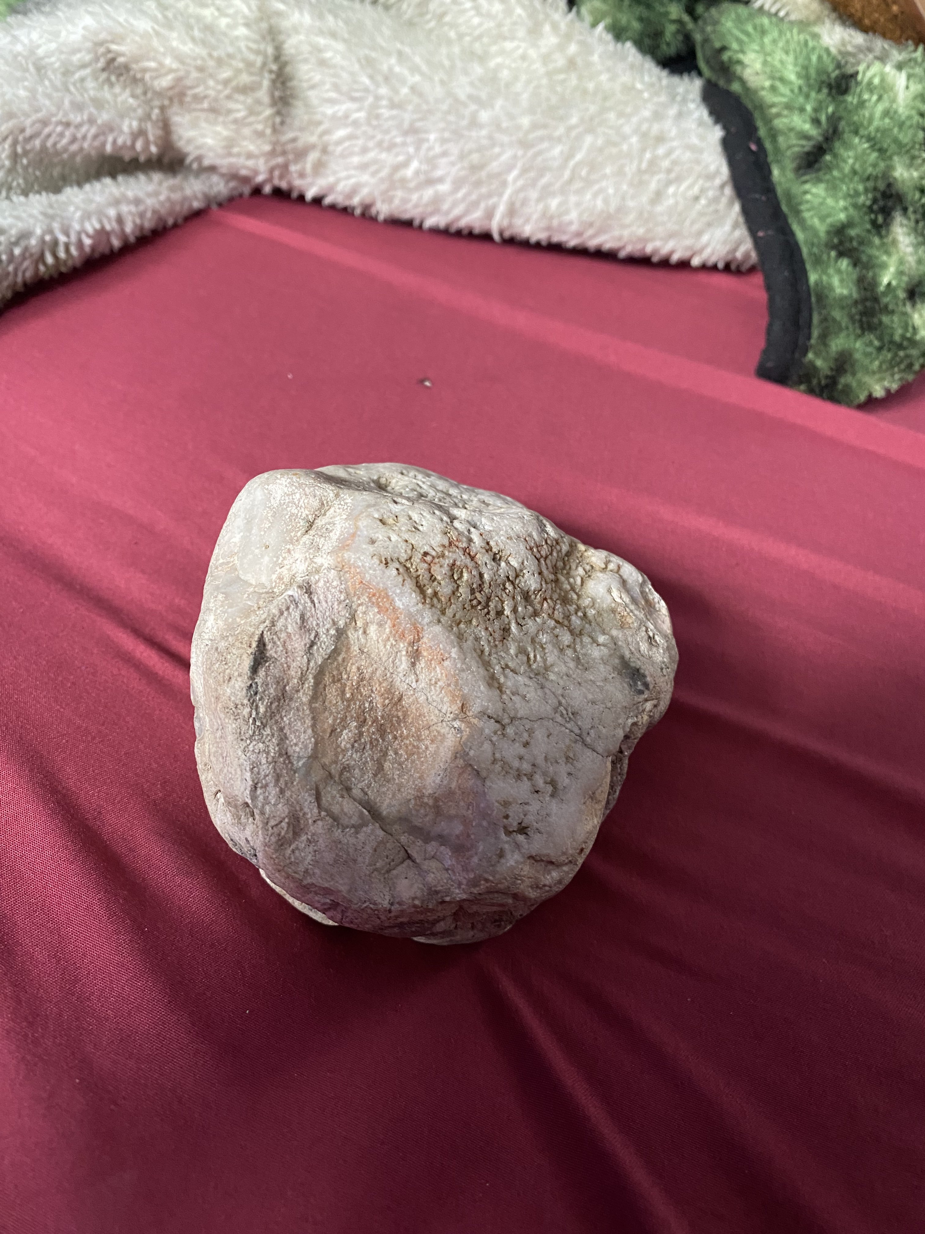 Petrified bone needs identification - Fossil ID - The Fossil Forum