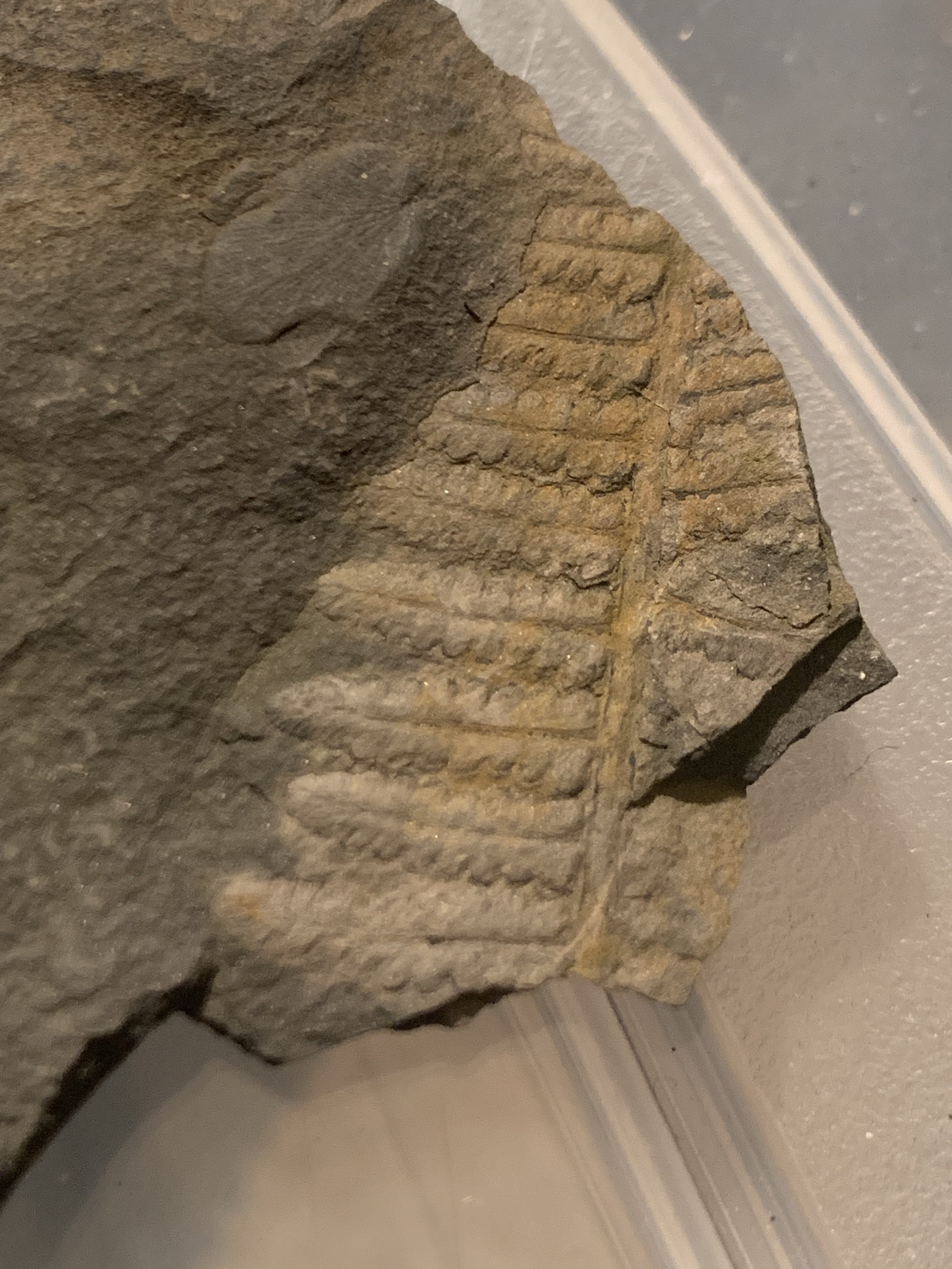 6/9 Pottsville formation Pennsylvania - Fossil ID - The Fossil Forum