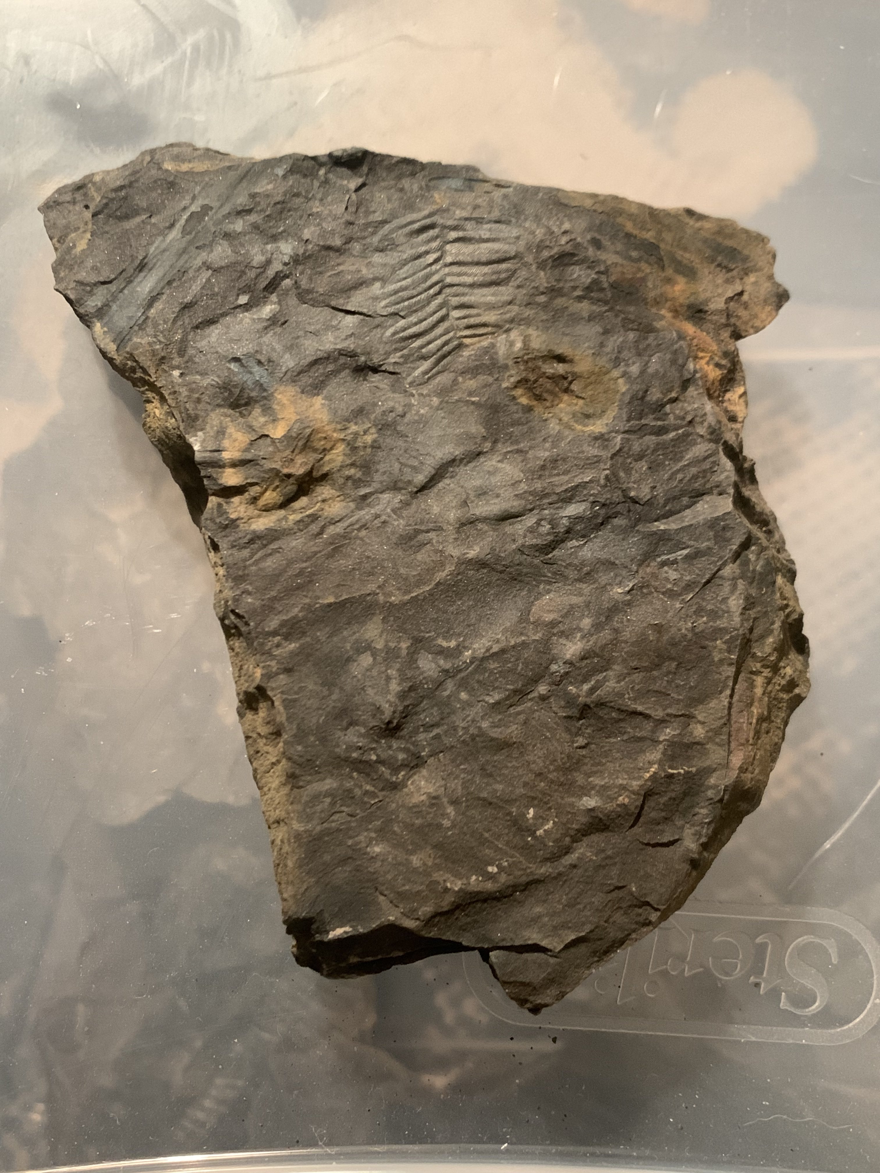 2/9 Pottsville formation Pennsylvania - Fossil ID - The Fossil Forum