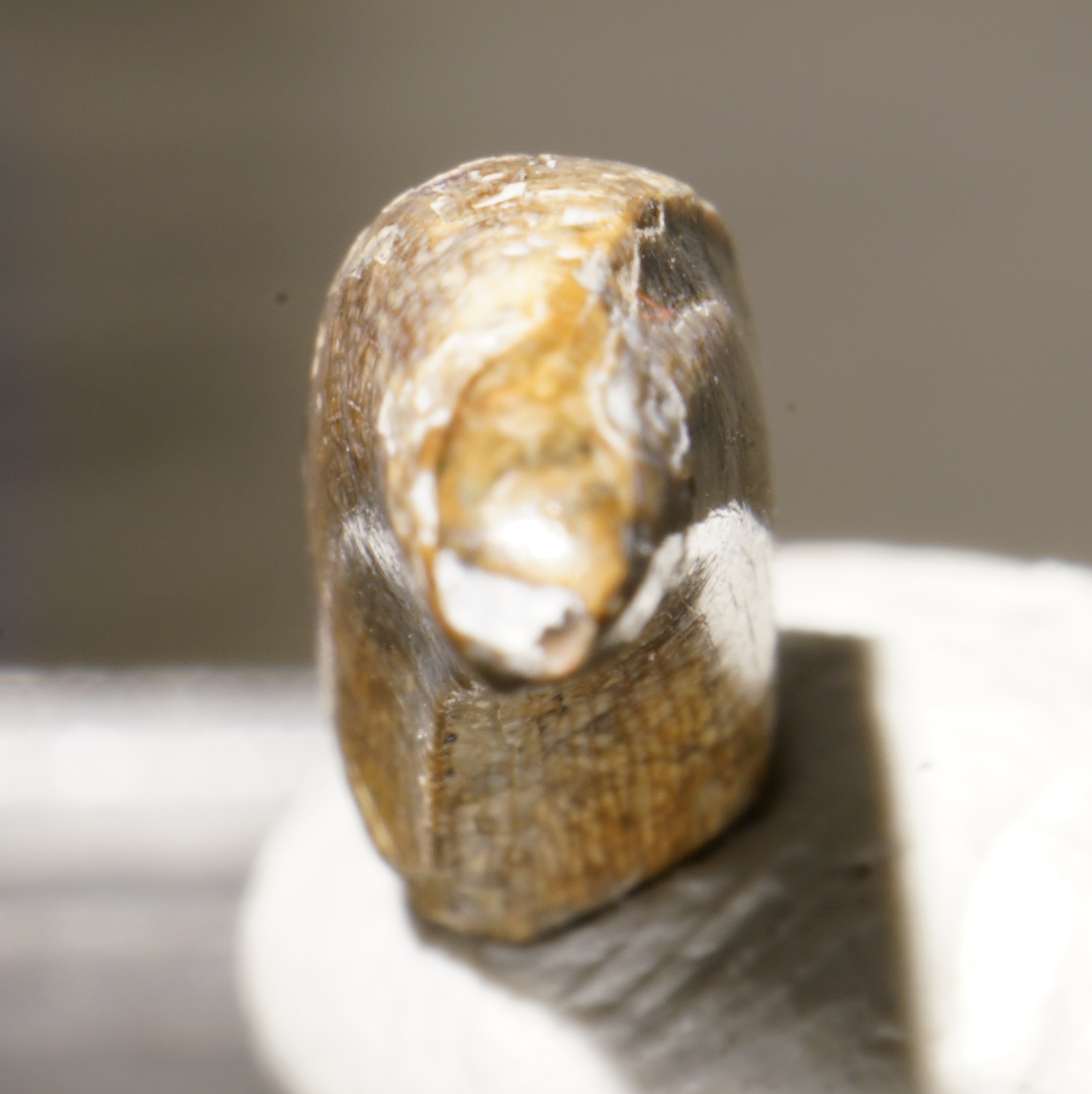 Dromaeosaurus tooth? - Fossil ID - The Fossil Forum