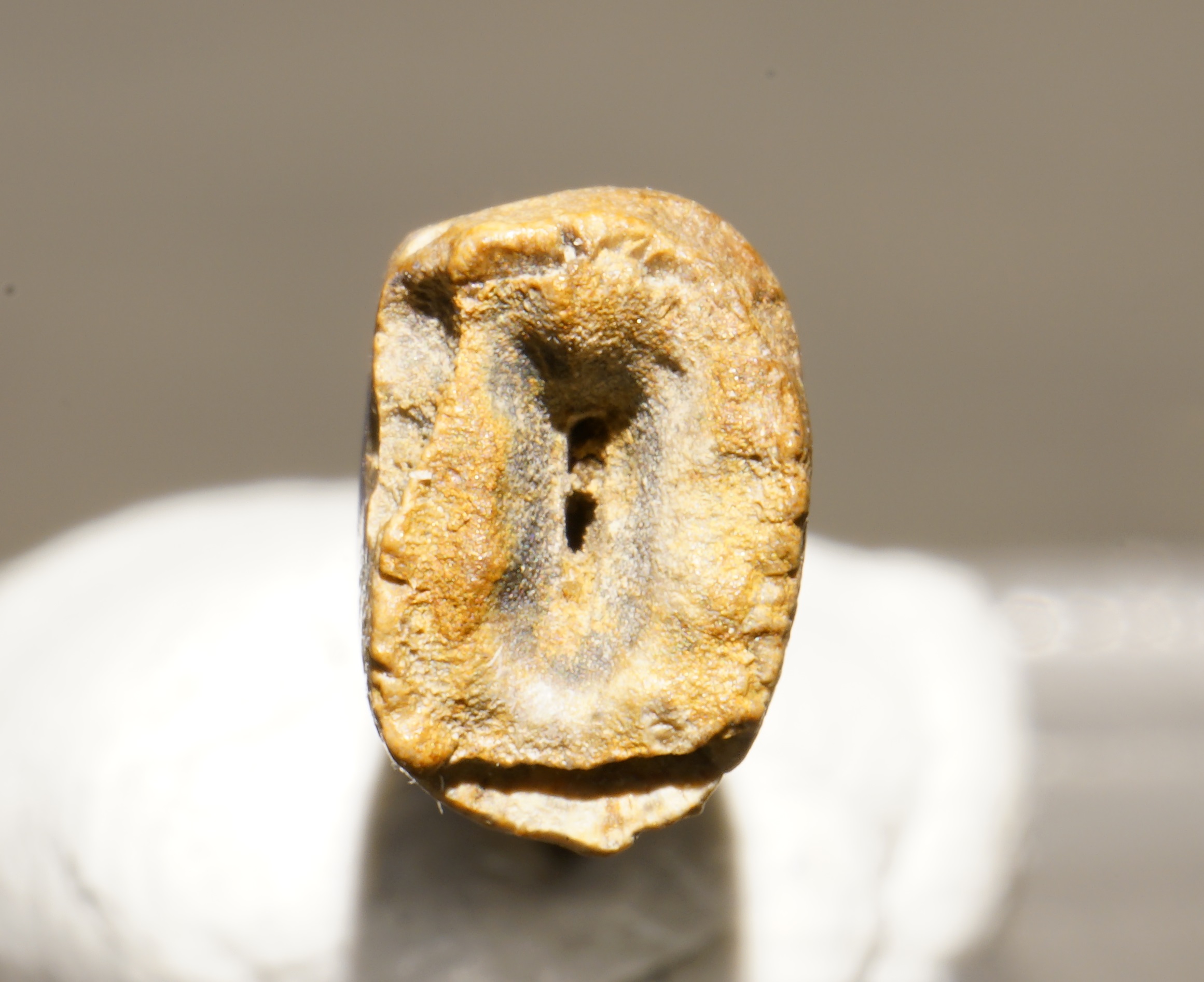 Dromaeosaurus tooth? - Fossil ID - The Fossil Forum