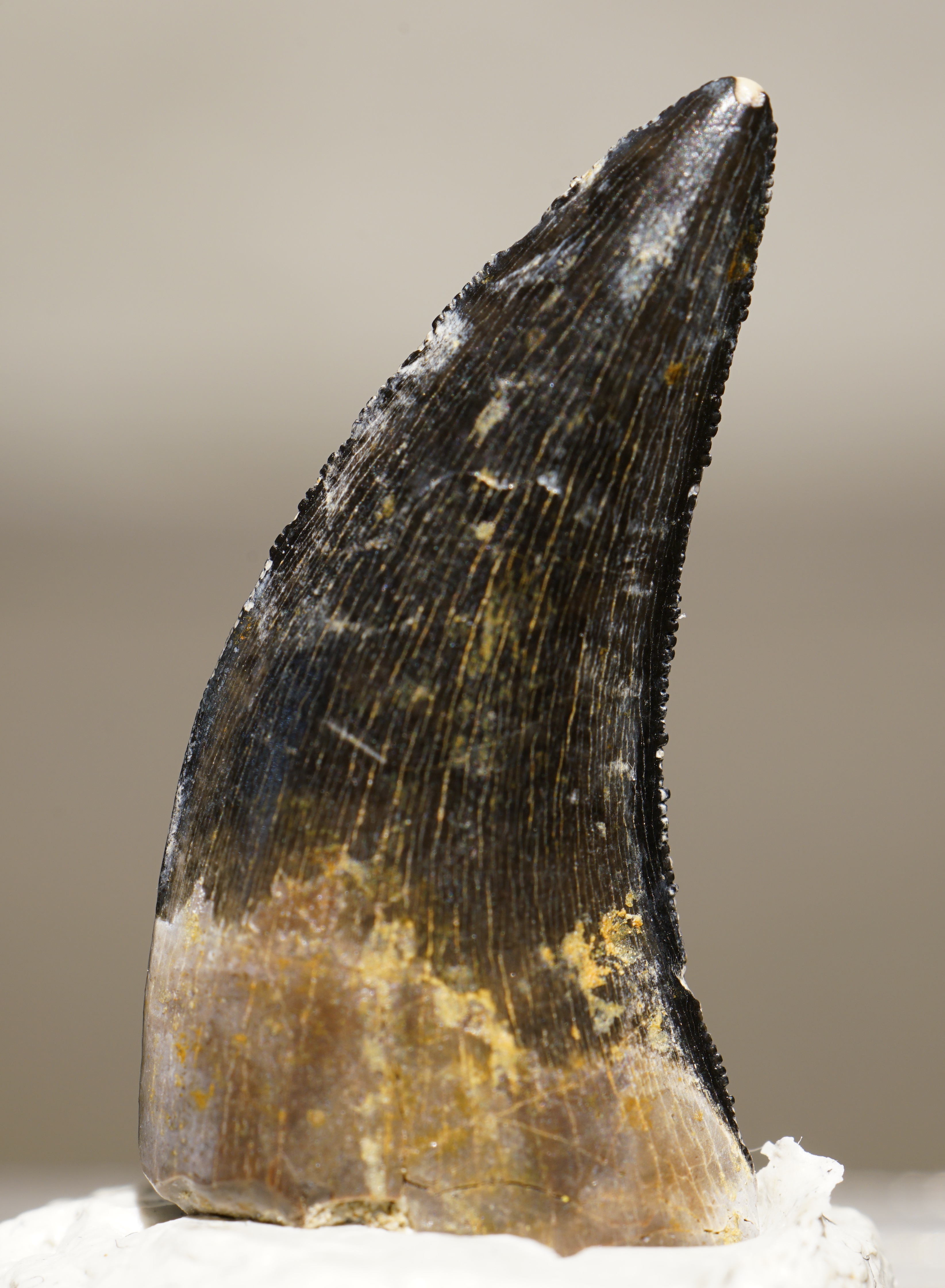 Theropod tooth from the Two Medicine formation - Fossil ID - The Fossil ...