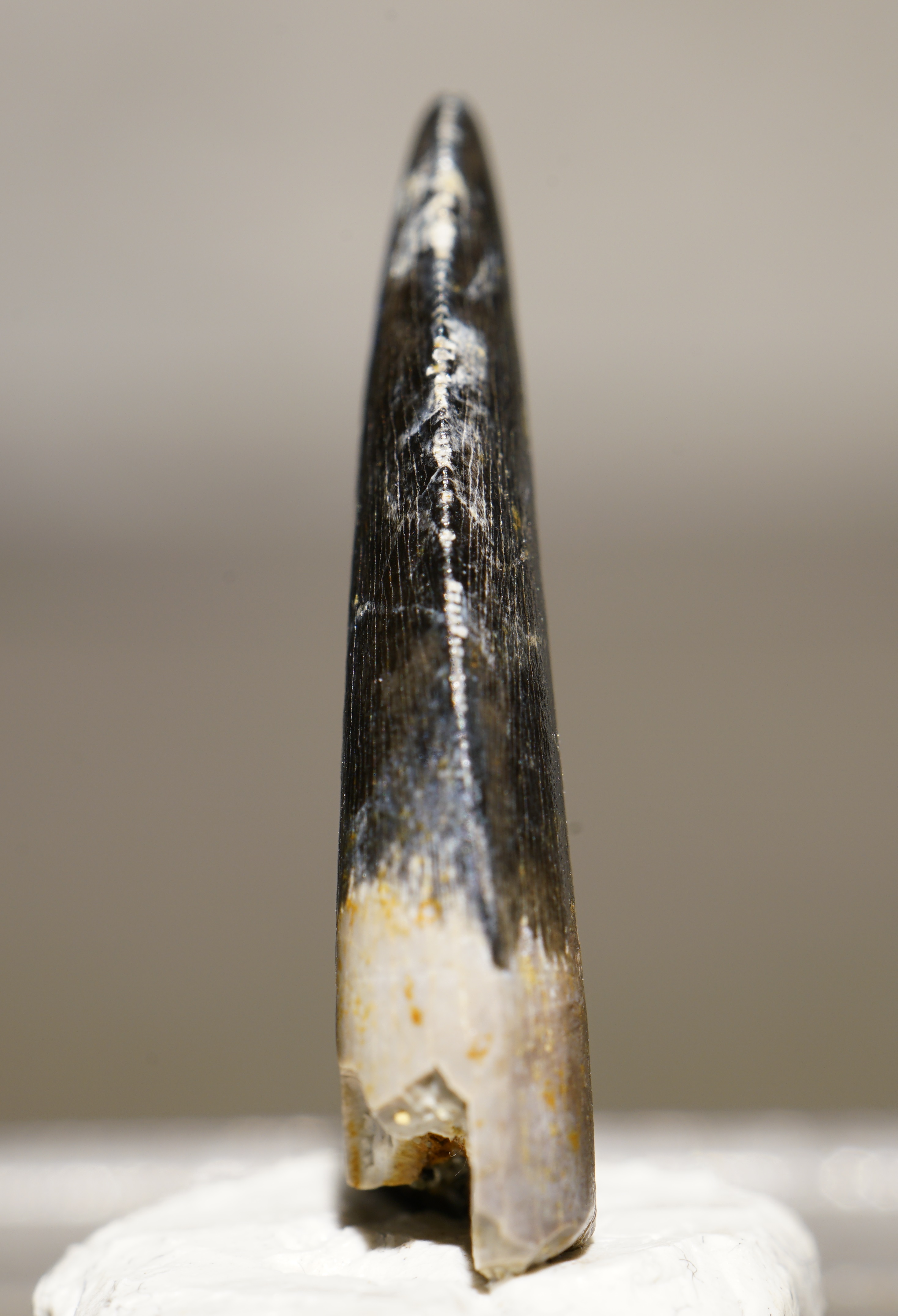 Theropod tooth from the Two Medicine formation - Fossil ID - The Fossil ...