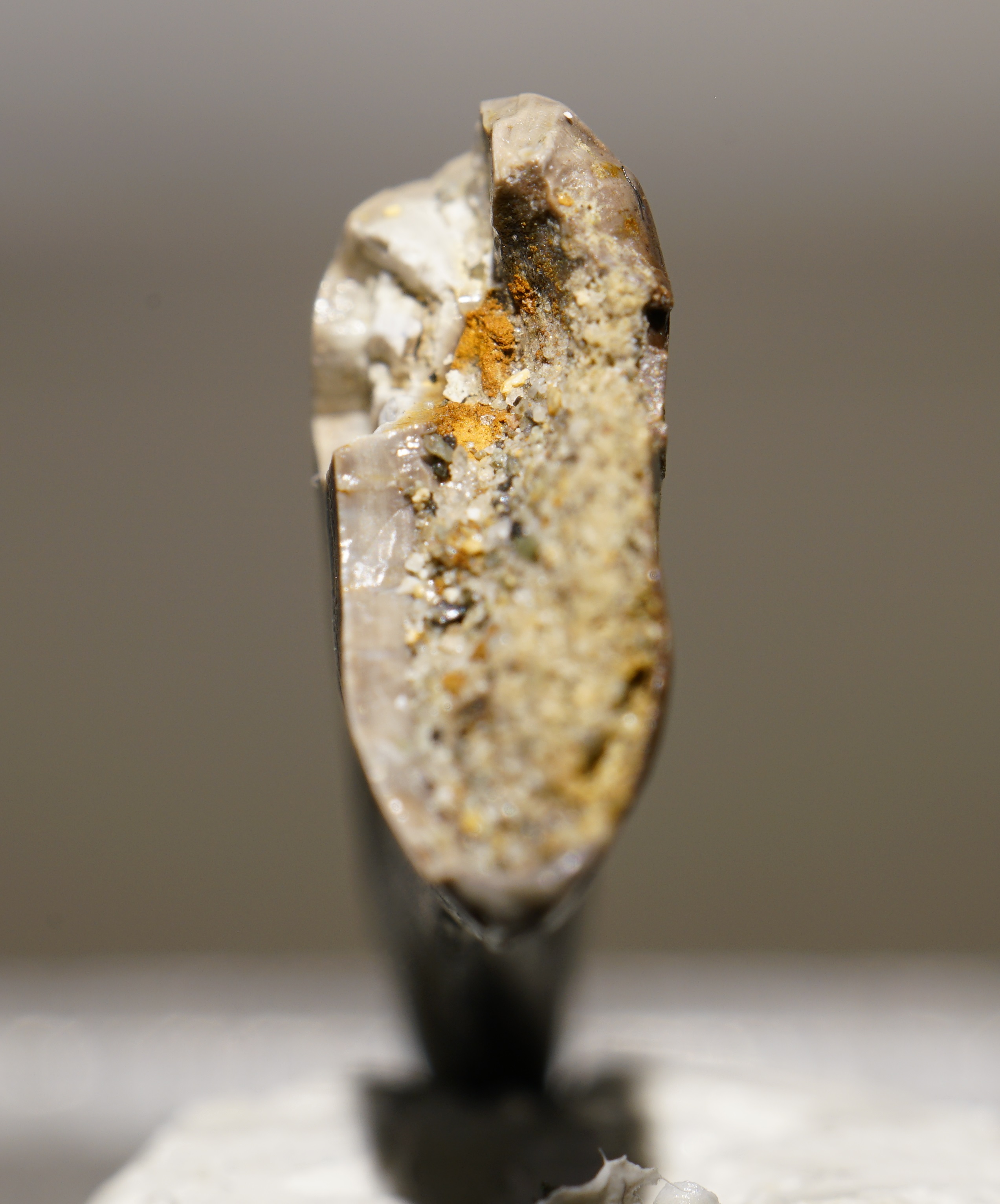 Theropod tooth from the Two Medicine formation - Fossil ID - The Fossil ...