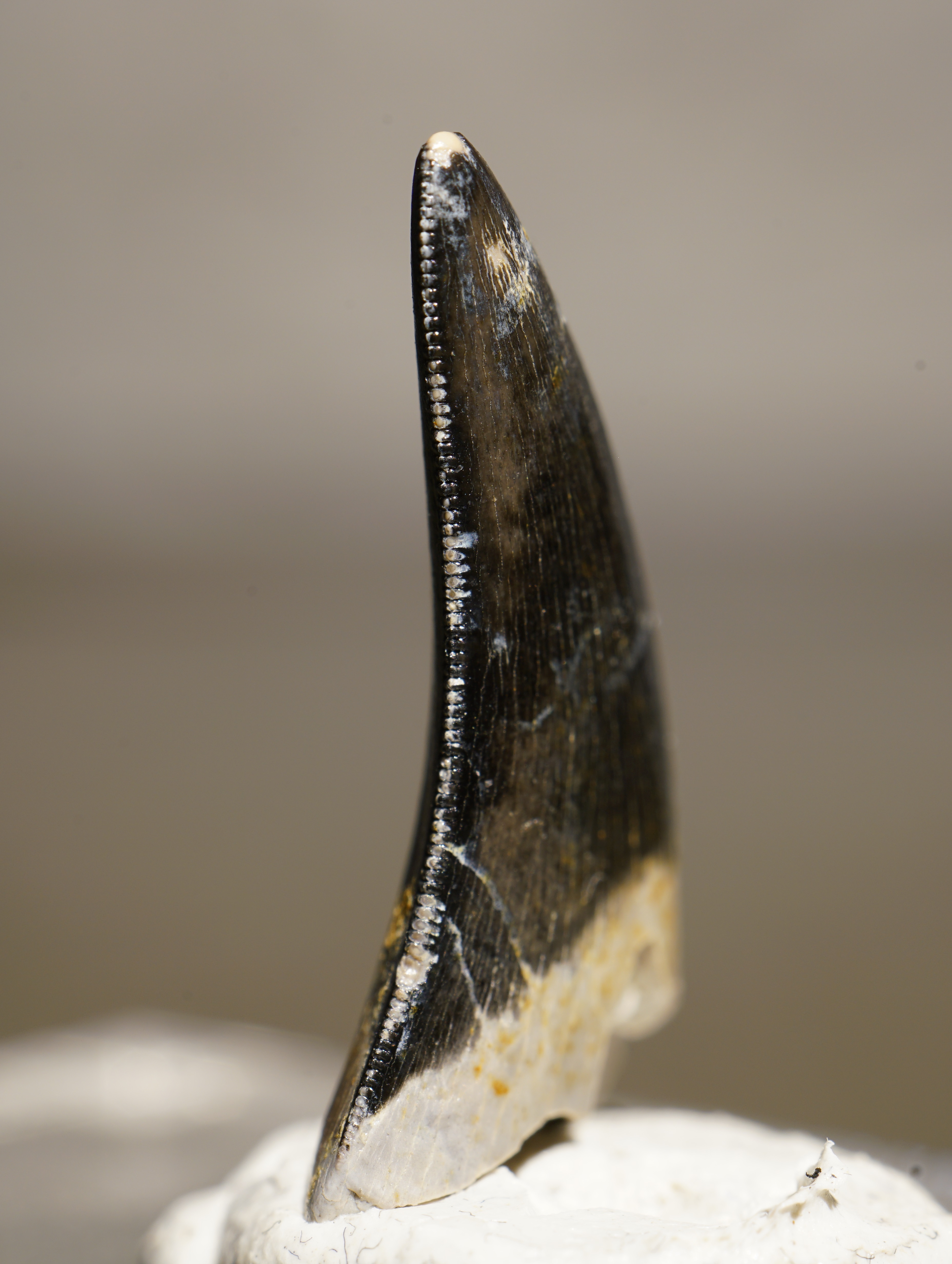 Theropod tooth from the Two Medicine formation - Fossil ID - The Fossil ...