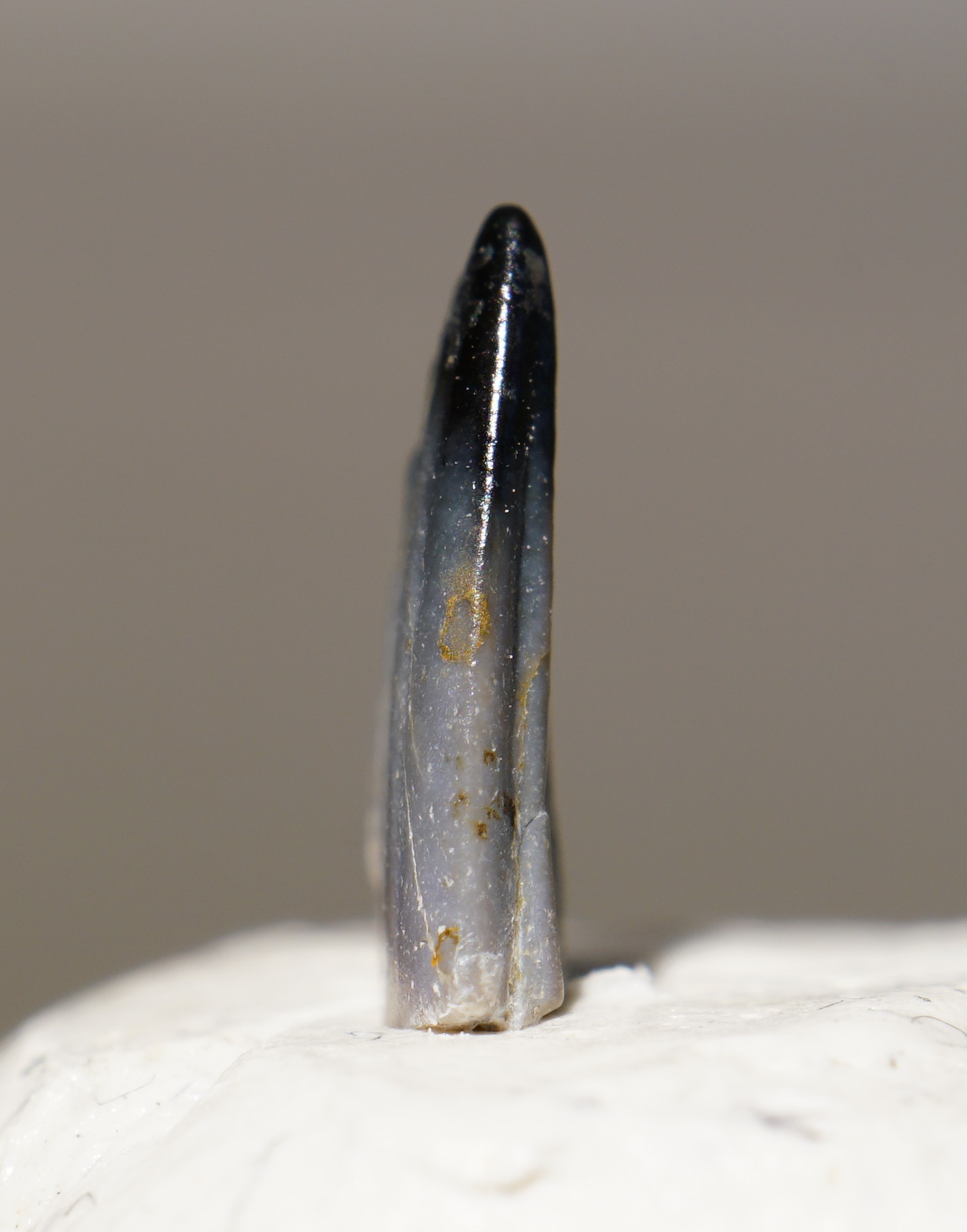 The Lightning Bolt Tooth - Fossil ID - The Fossil Forum