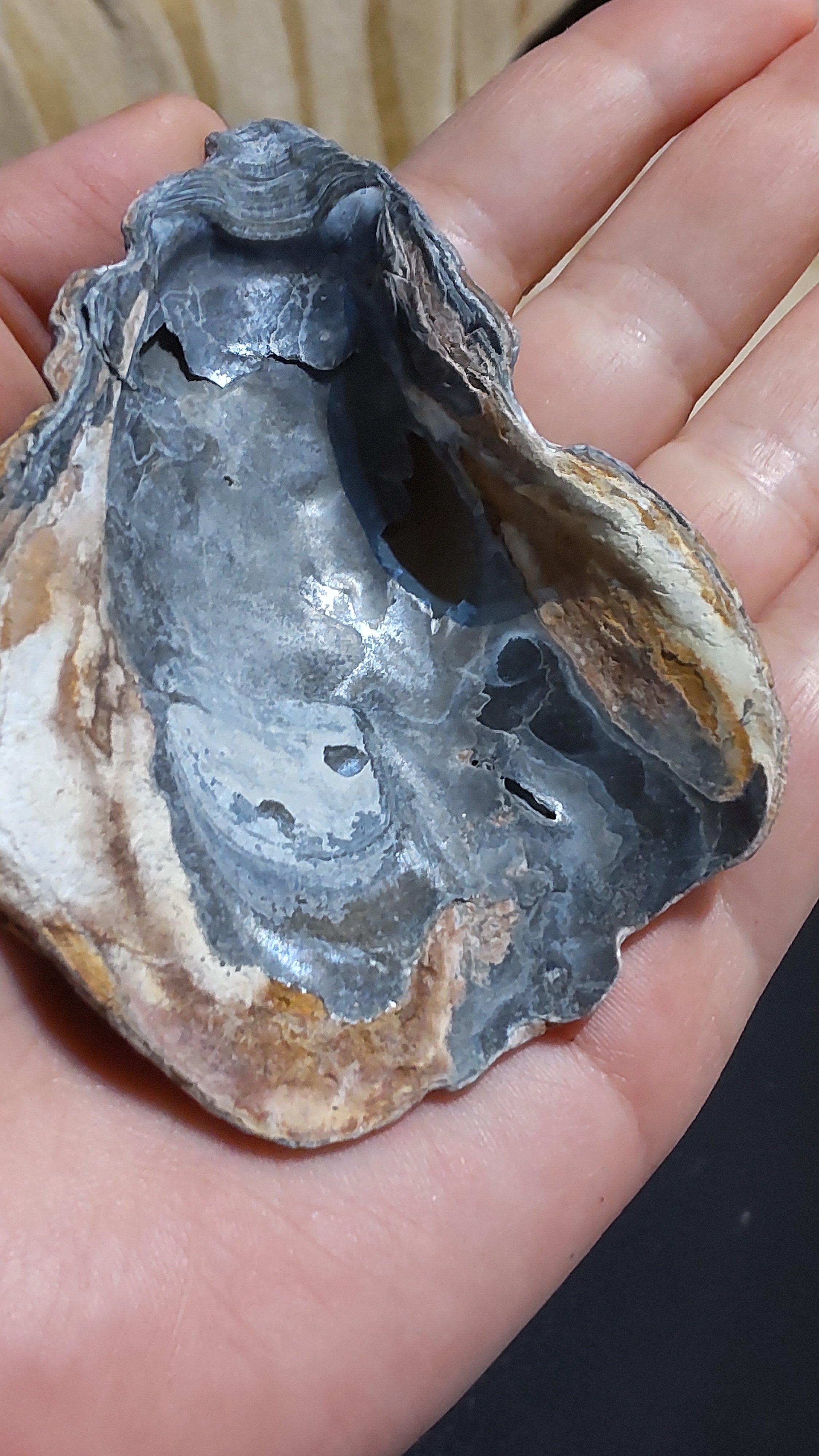 Fossilized seashell? - Fossil ID - The Fossil Forum