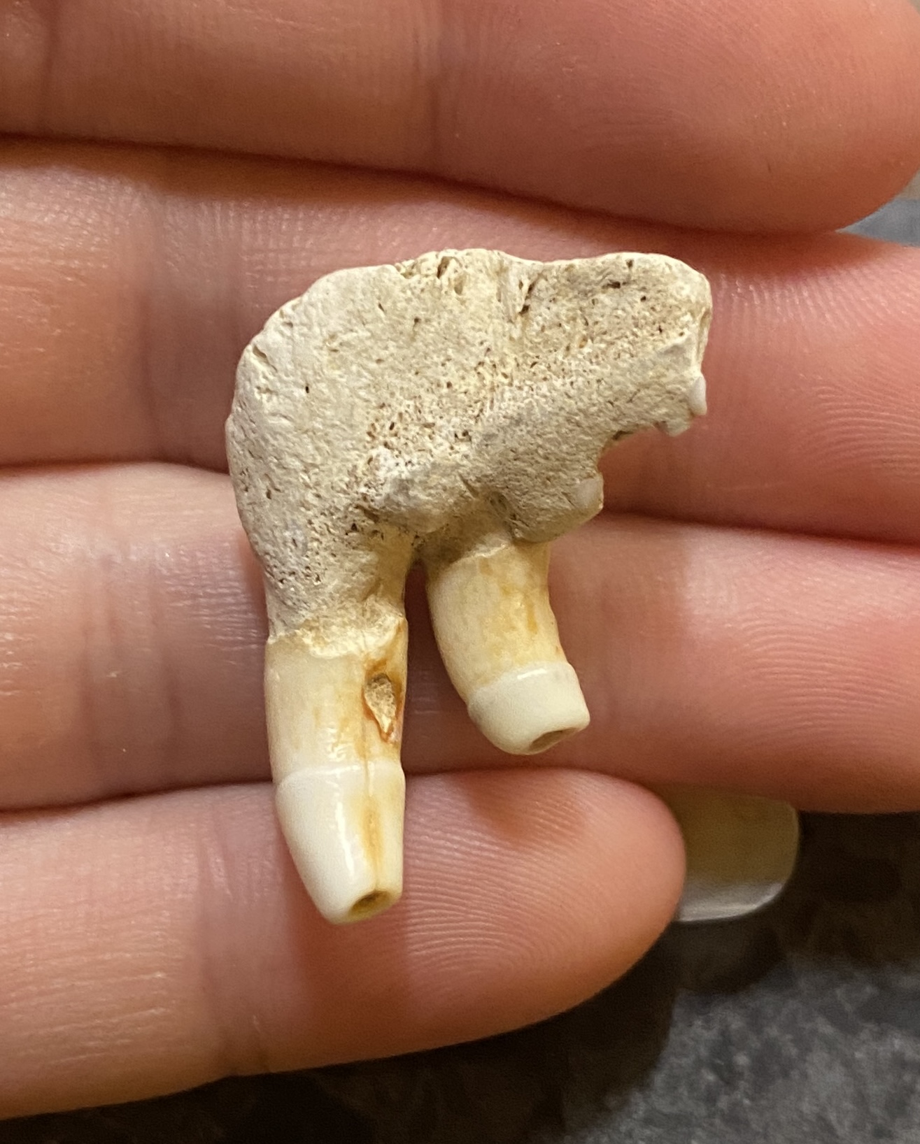 Teeth ID - NT Australia - Fossil ID - The Fossil Forum