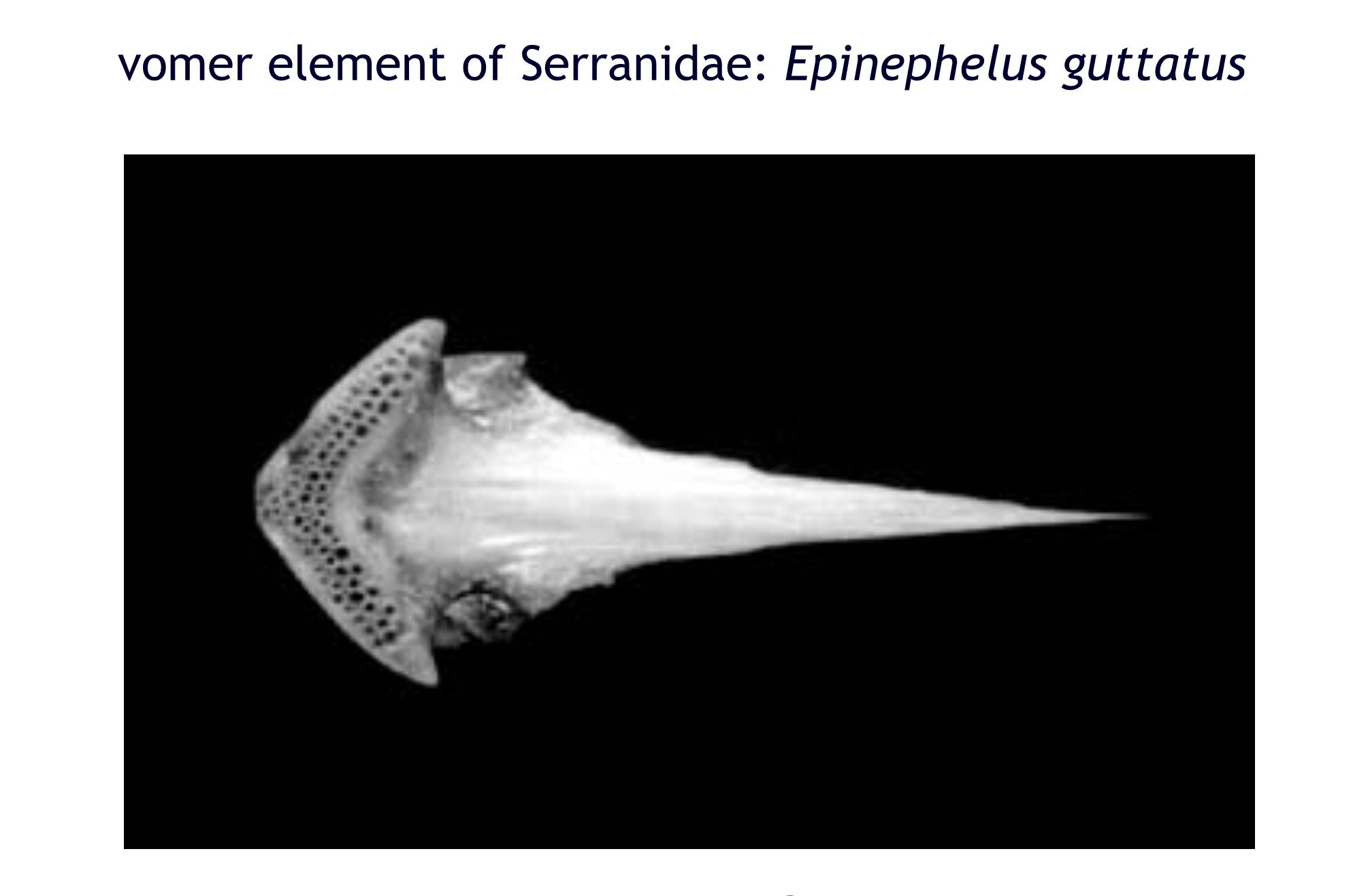 What is it...Fish Bone, Fish Spike? - Fossil ID - The Fossil Forum