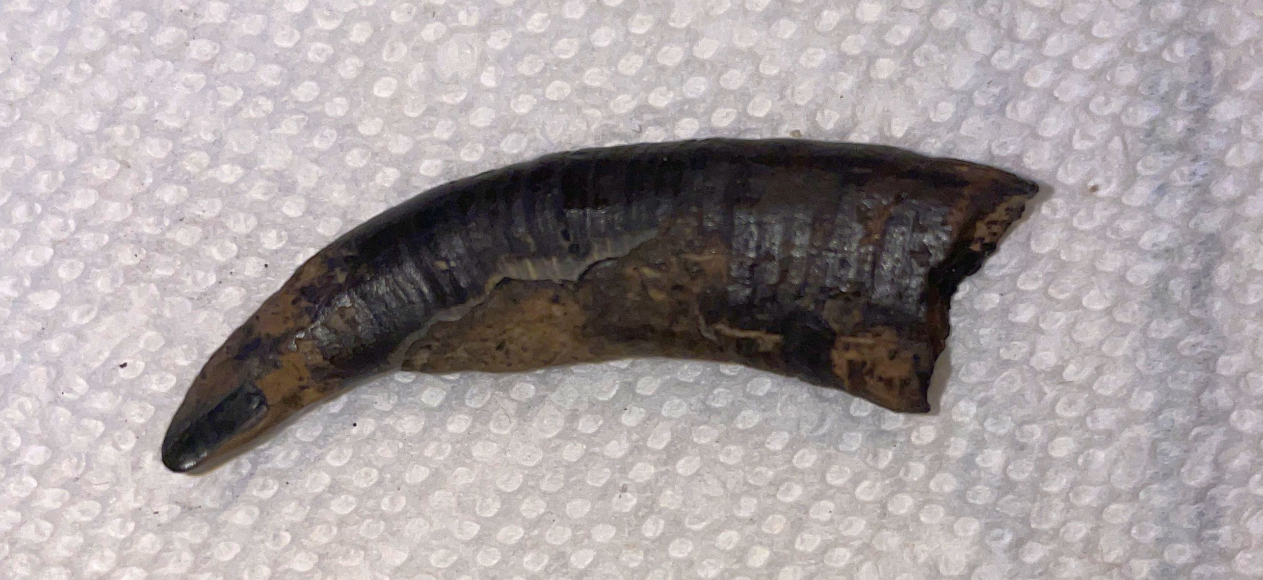 Small Florida Whale teeth - Fossil ID - The Fossil Forum