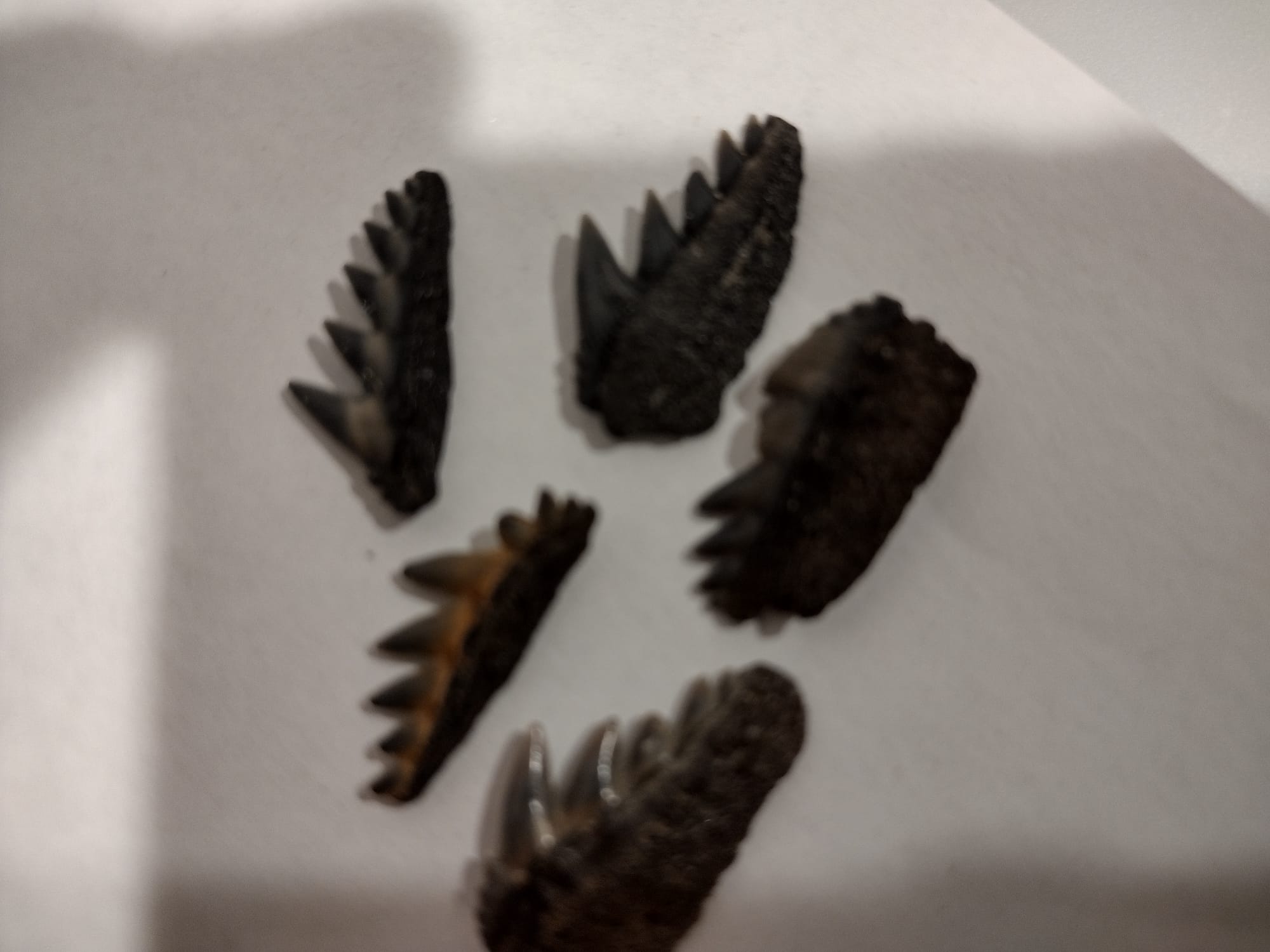 weird cow shark tooth - Fossil ID - The Fossil Forum
