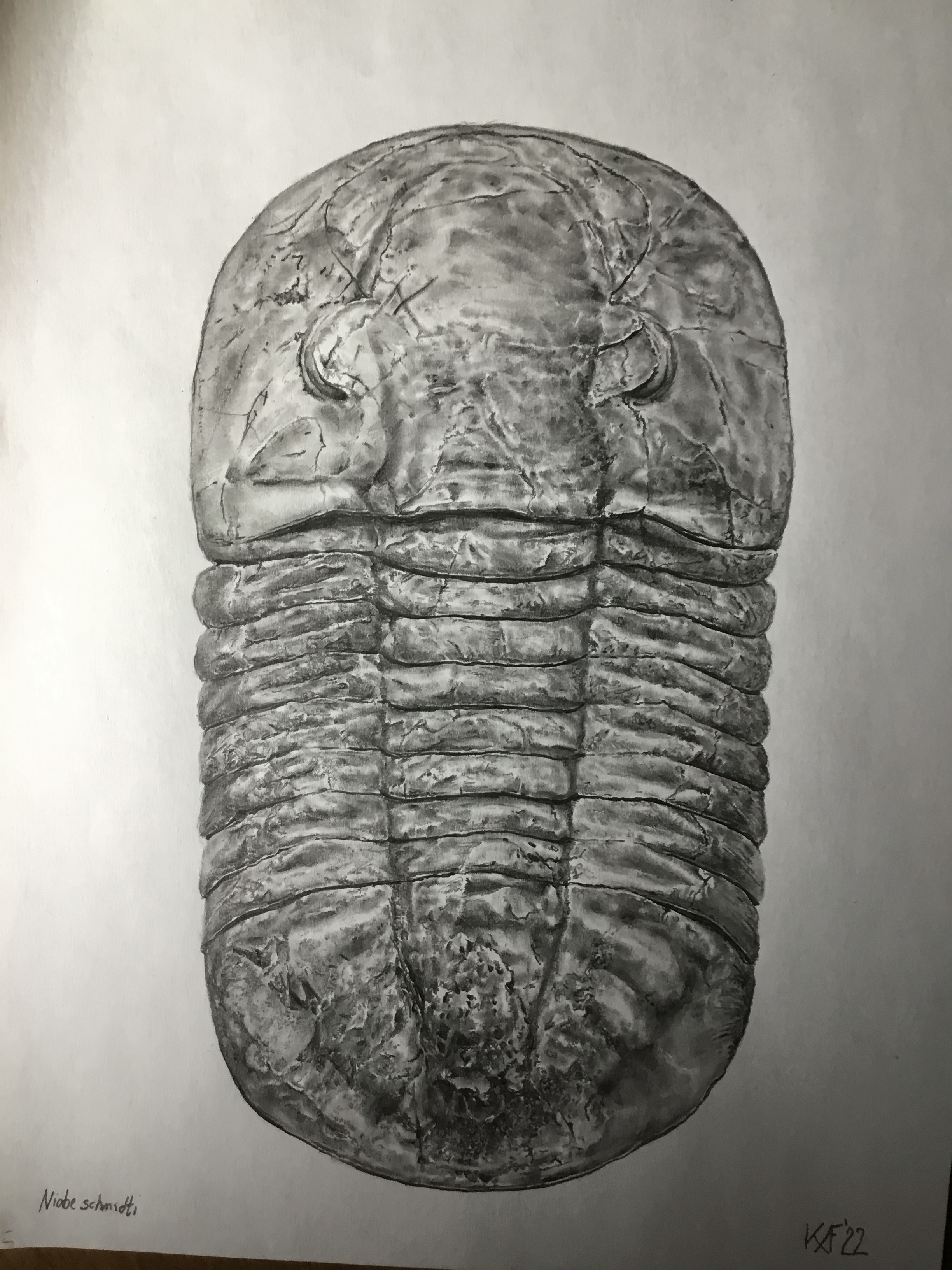Kane’s Trilobite Drawings - Page 16 - Paleo Re-creations - The Fossil Forum