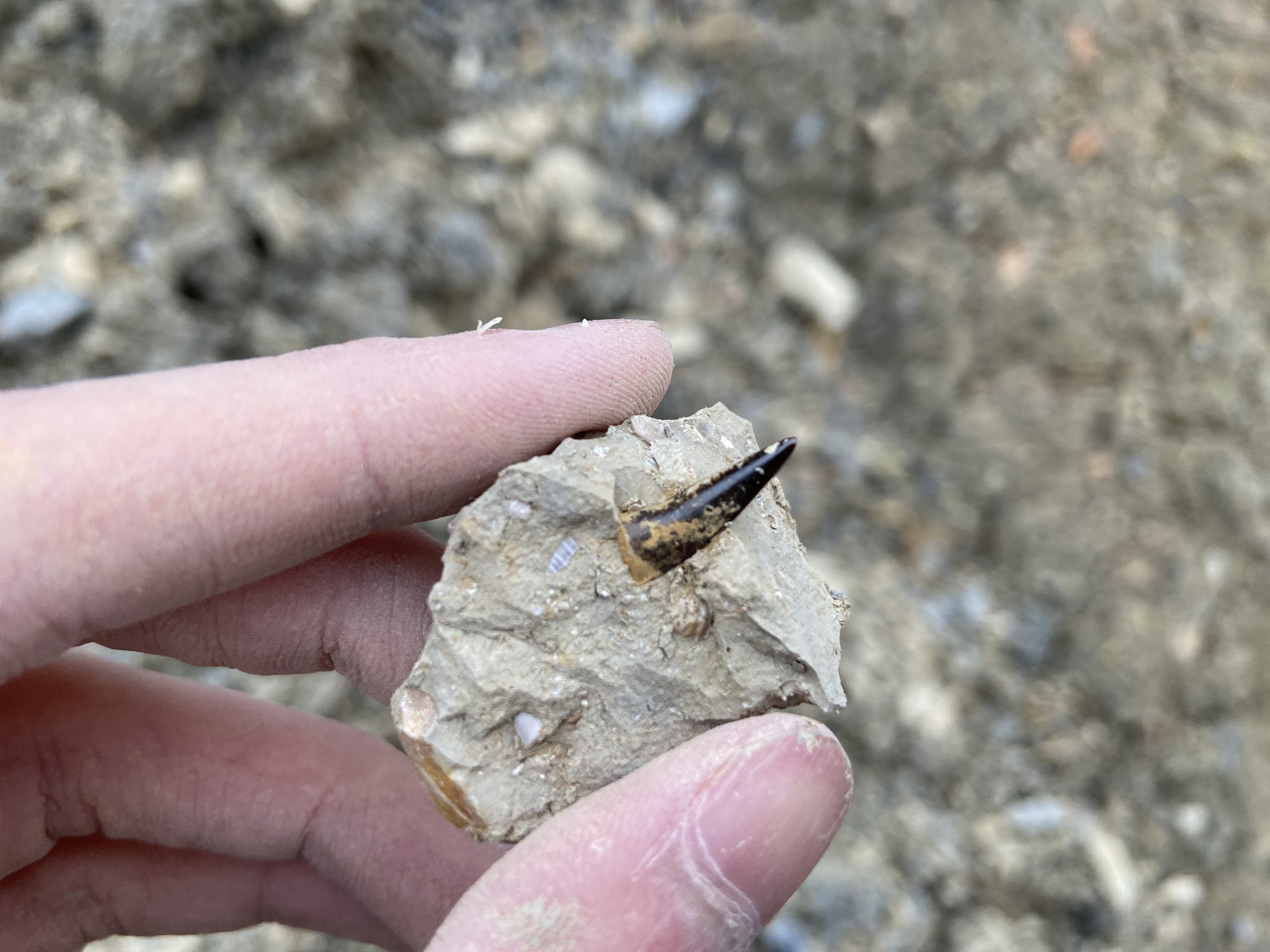 Crabs, Ammonites, Gastropods, and More! A Texas Invertebrate Sampler ...