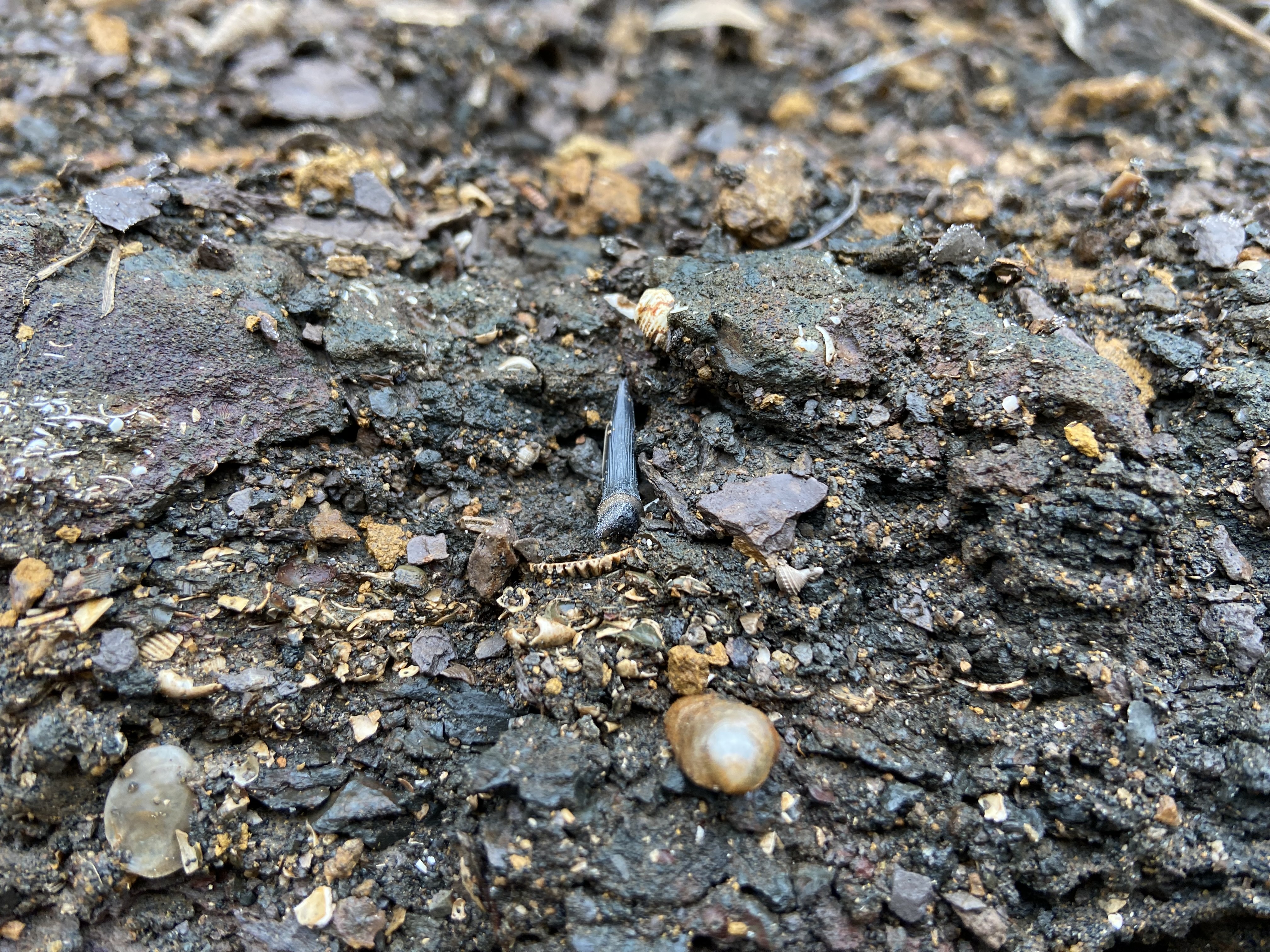 Crabs, Ammonites, Gastropods, and More! A Texas Invertebrate Sampler ...