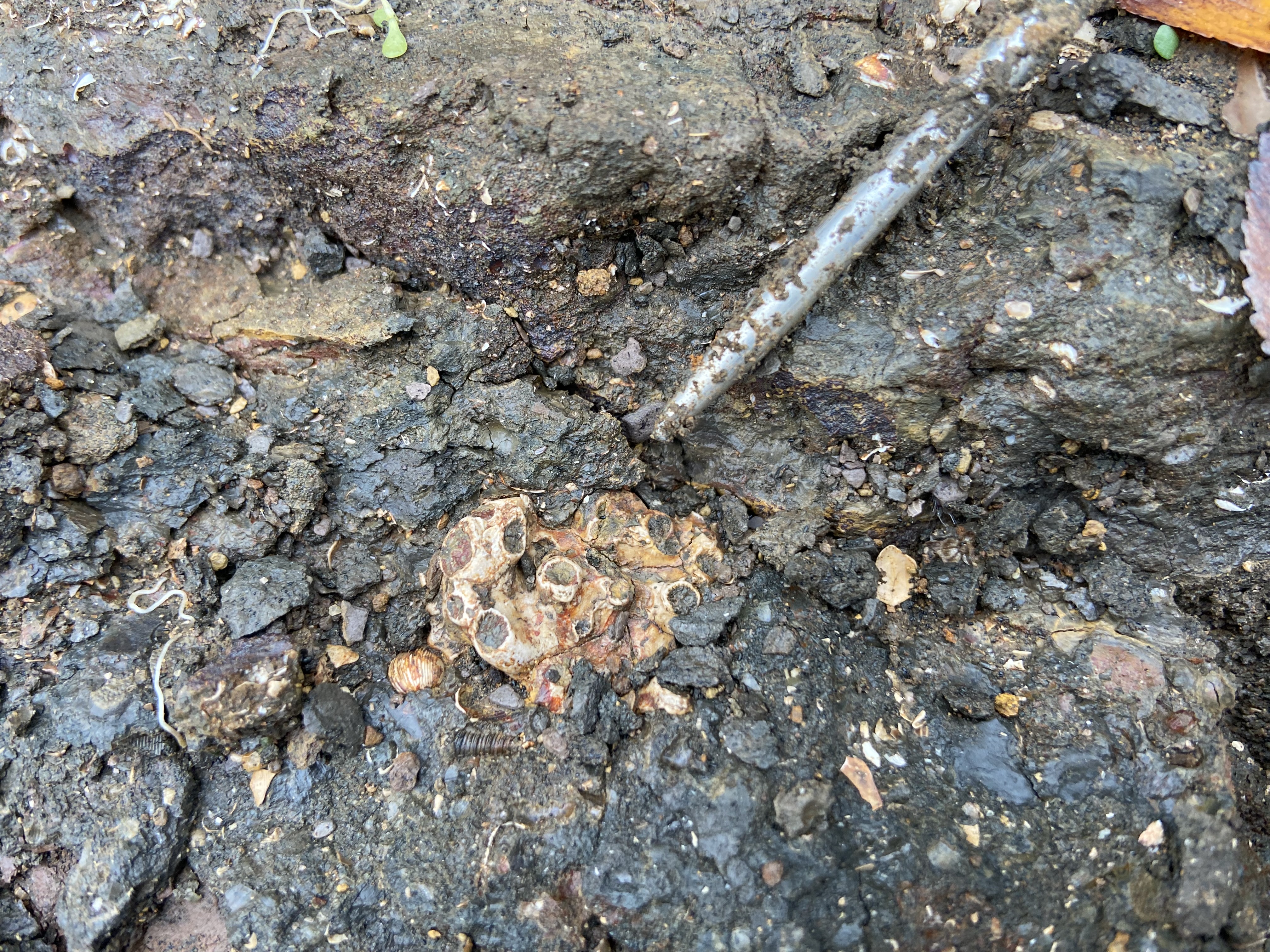 Crabs, Ammonites, Gastropods, and More! A Texas Invertebrate Sampler ...
