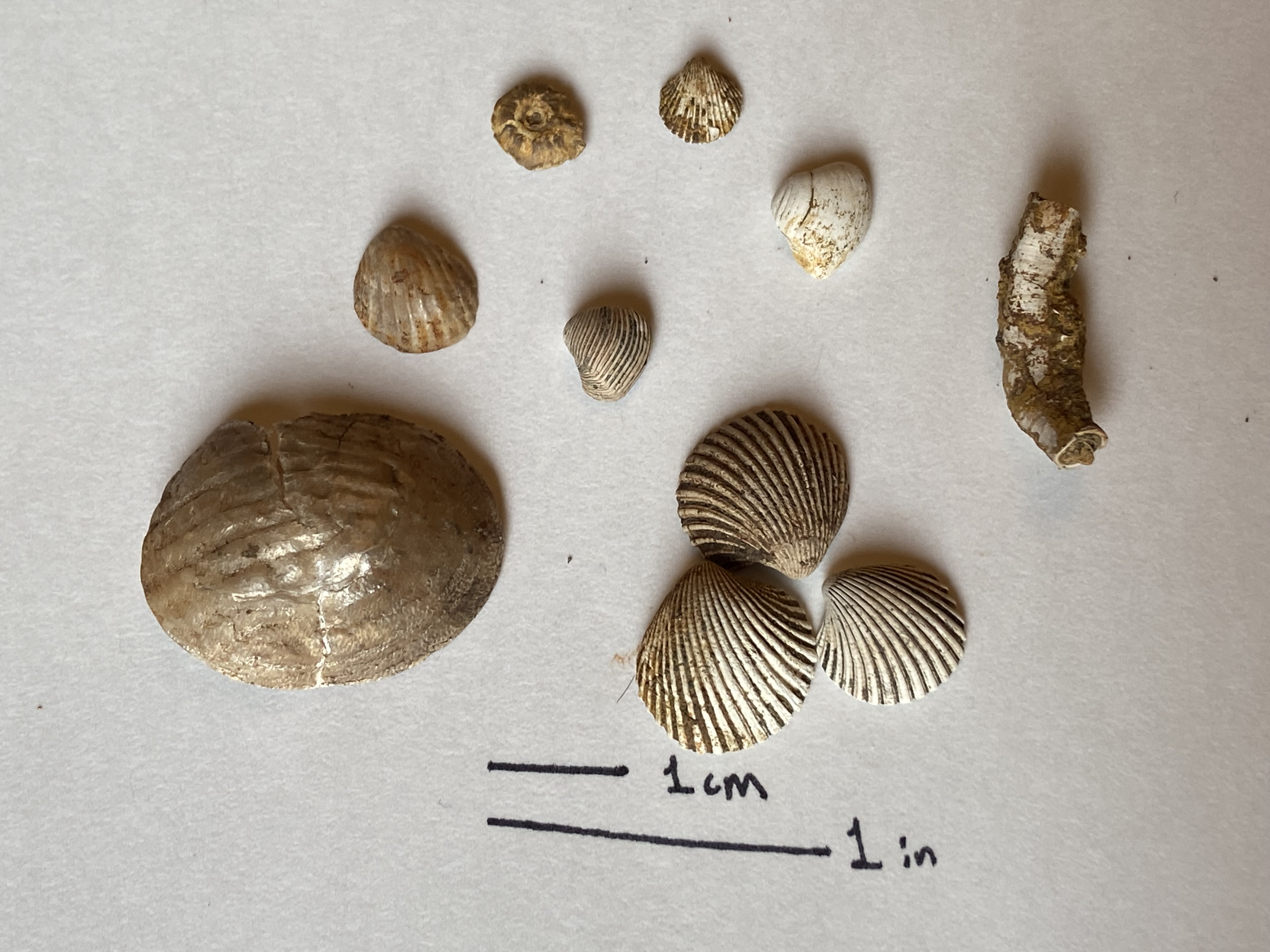 Crabs, Ammonites, Gastropods, and More! A Texas Invertebrate Sampler ...